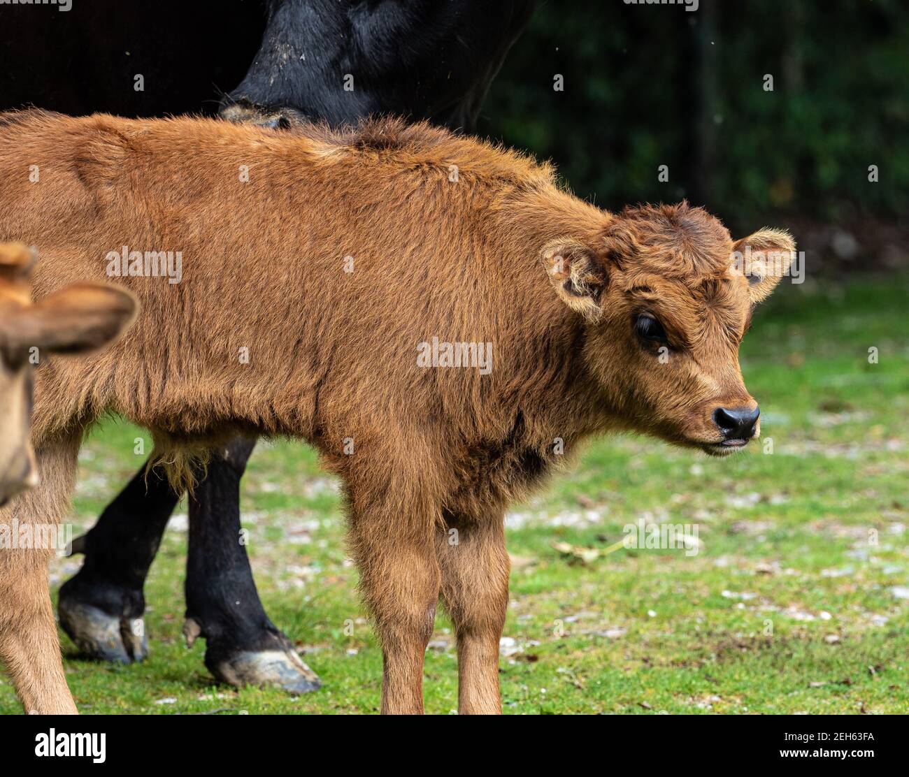 Baby Heck cattle, Bos primigenius taurus, claimed to resemble the ...