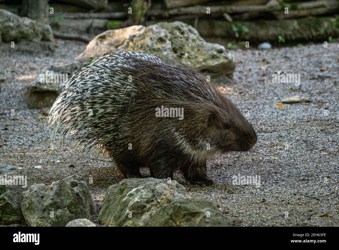 The Indian crested Porcupine, Hystrix indica or Indian porcupine, is a ...