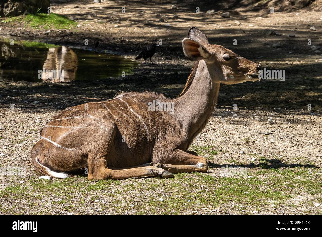 The common eland, Taurotragus oryx also known as the southern eland or ...