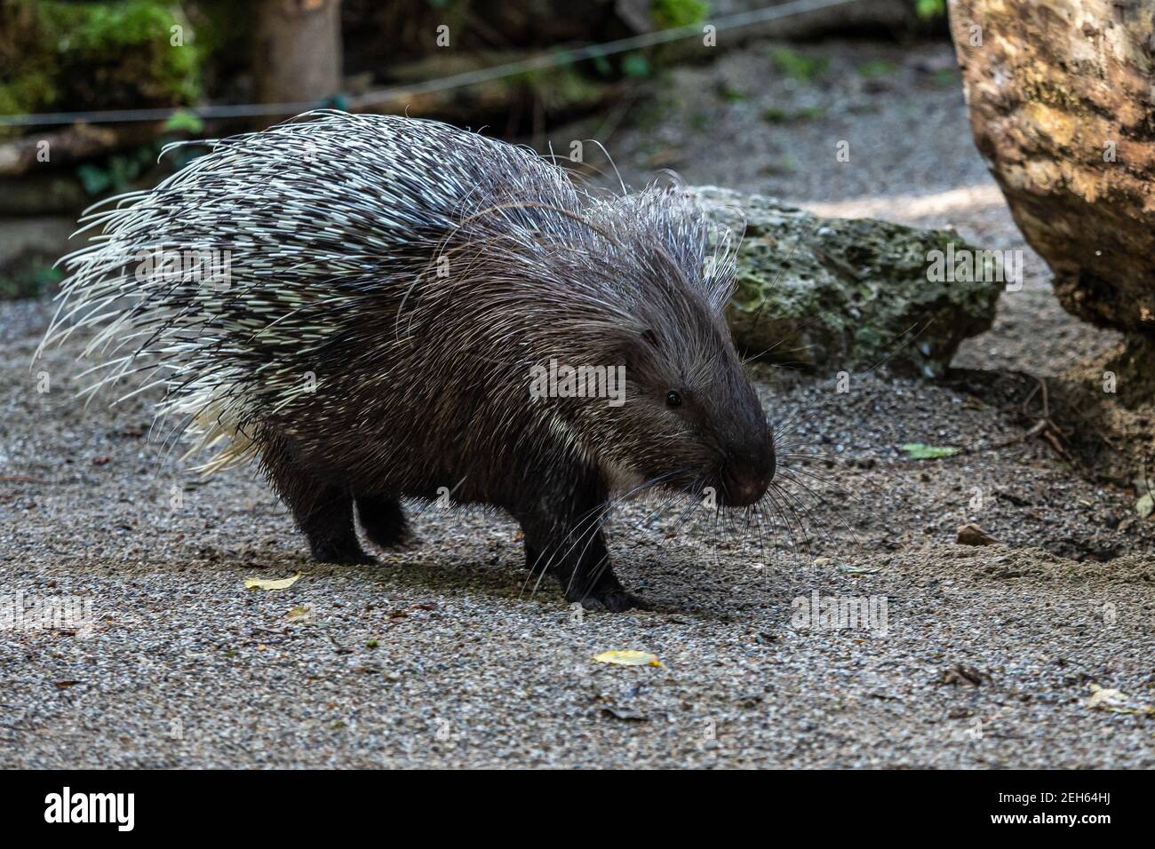 The Indian crested Porcupine, Hystrix indica or Indian porcupine, is a ...