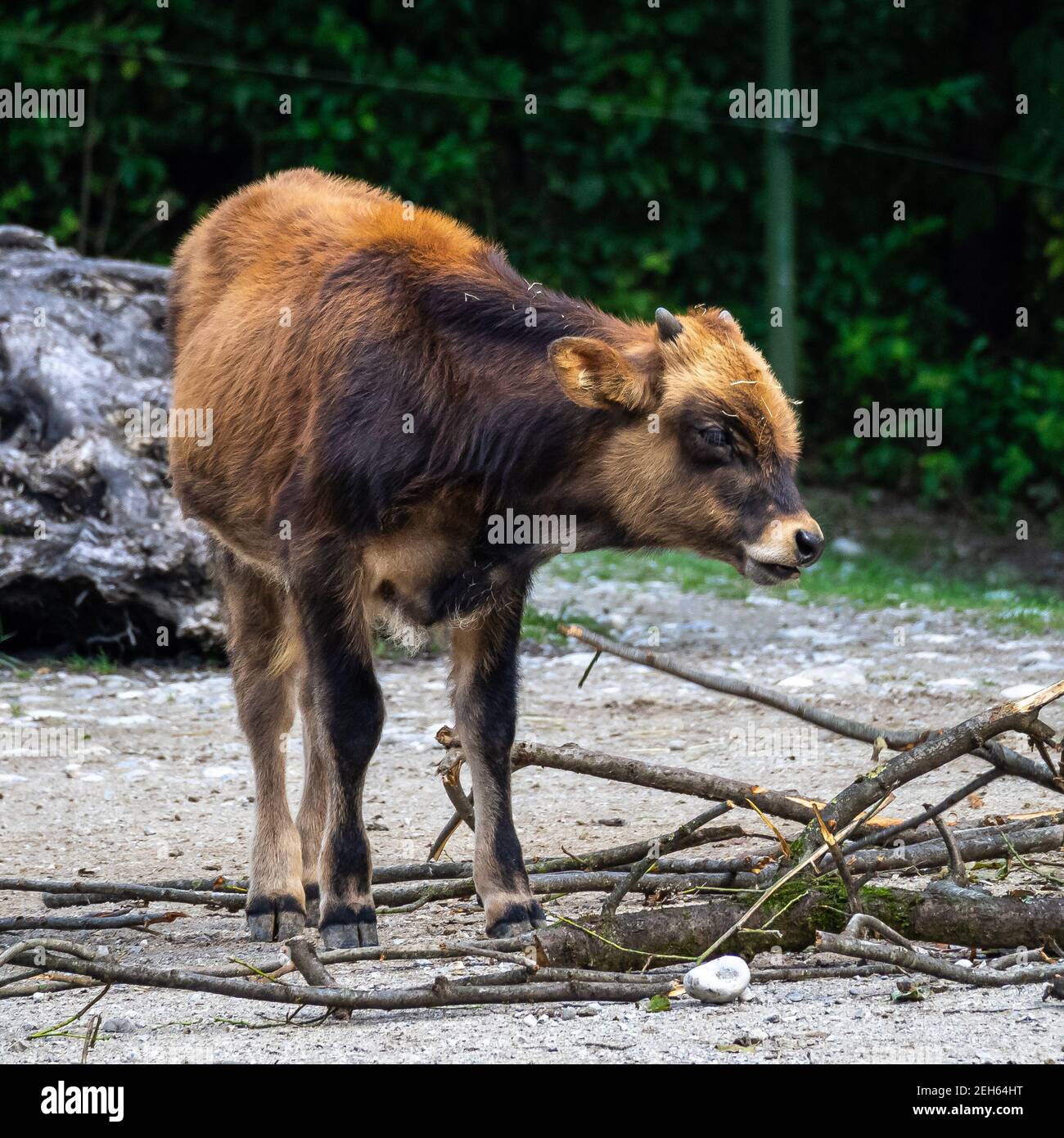 Aurochs urus bos primigenius bull hi-res stock photography and images ...