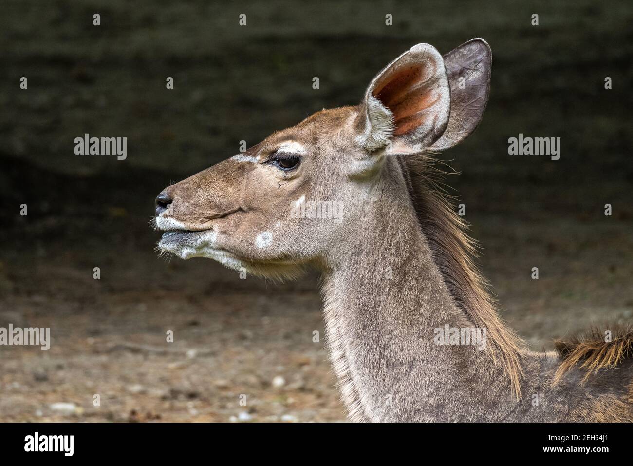 The common eland, Taurotragus oryx also known as the southern eland or ...