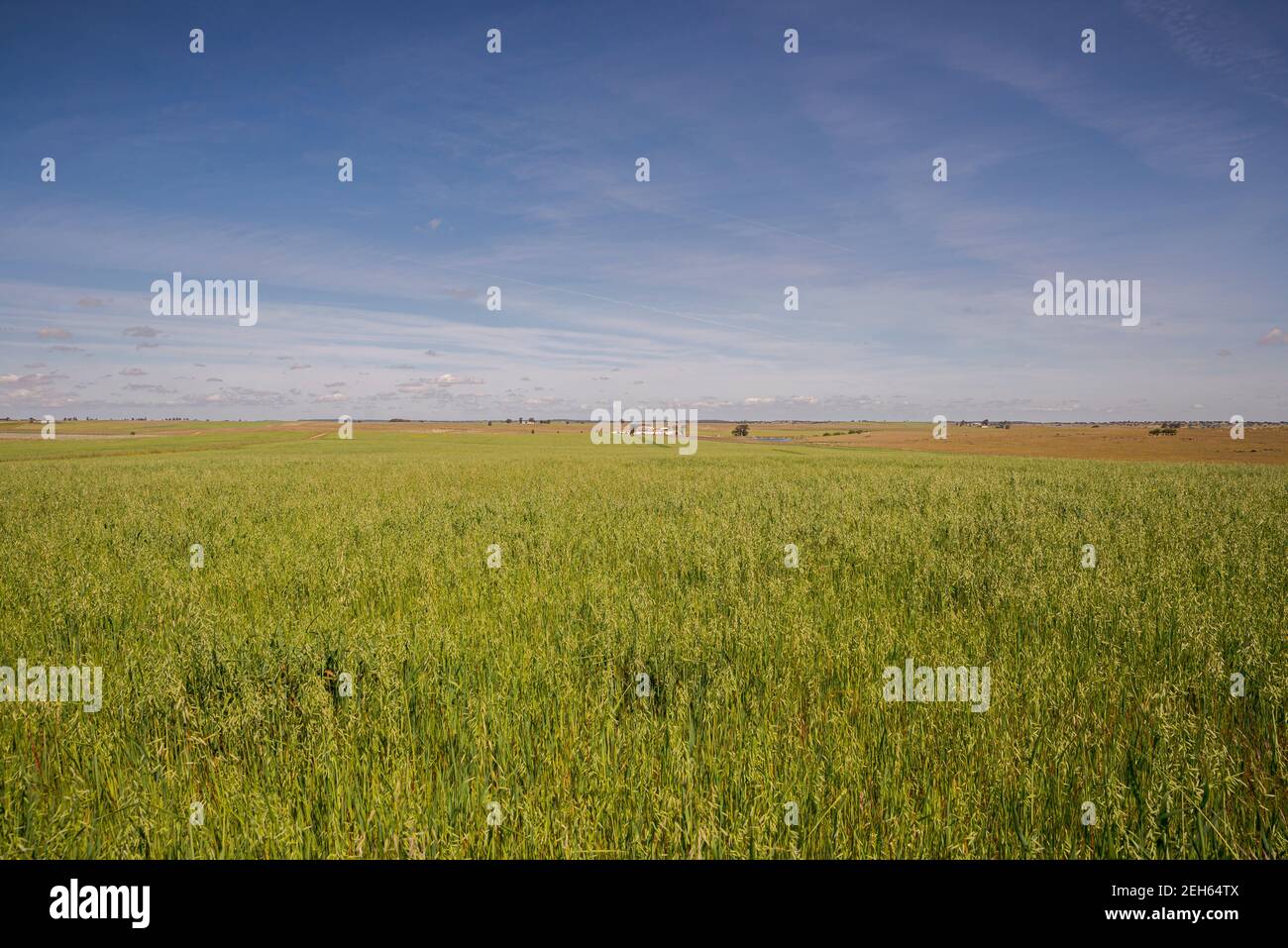 Extensive dry farming of cereals in the Castro Verde Special Protection ...