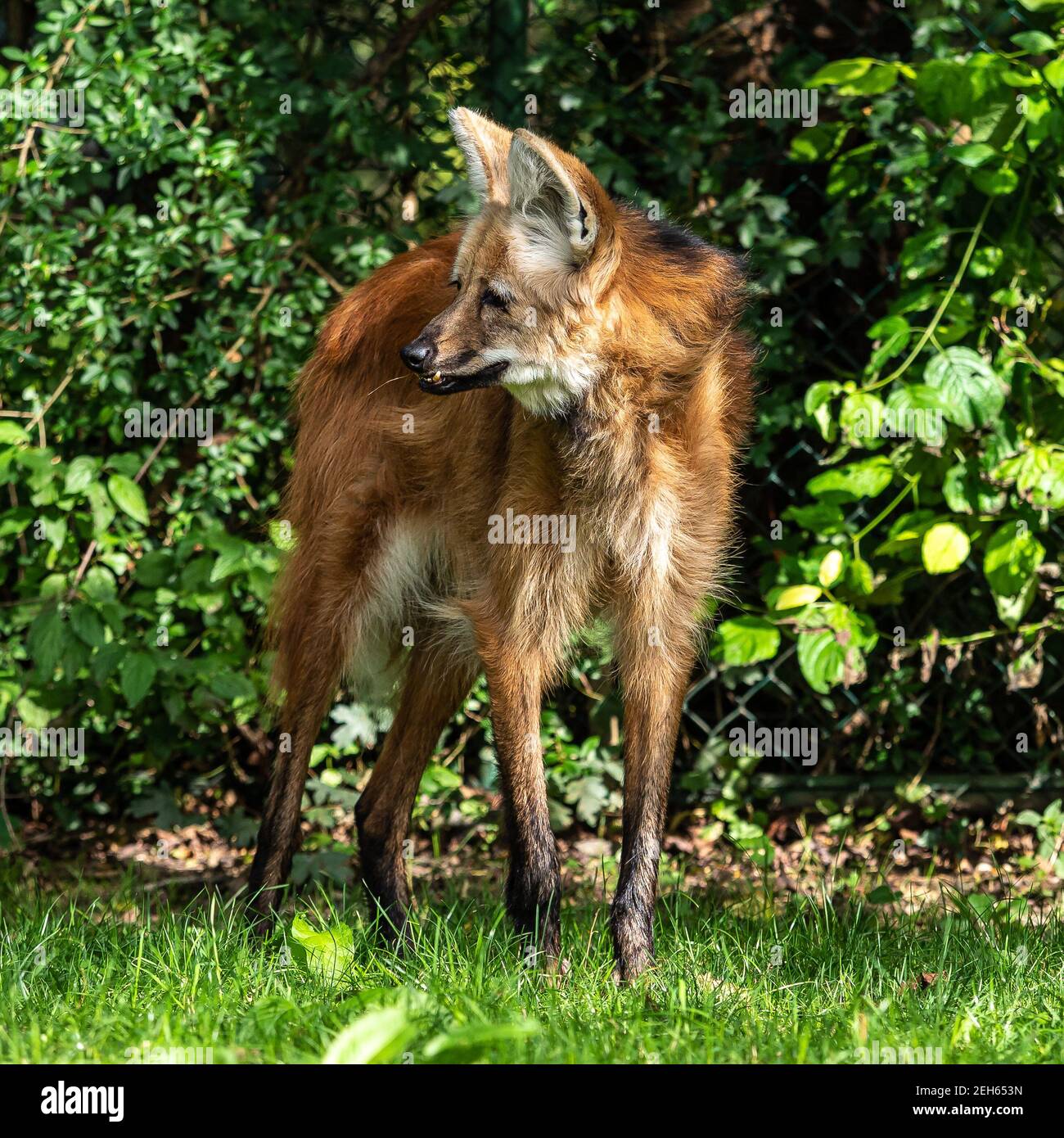 The Maned Wolf, Chrysocyon brachyurus is the largest canid of South America. This mammal lives ...