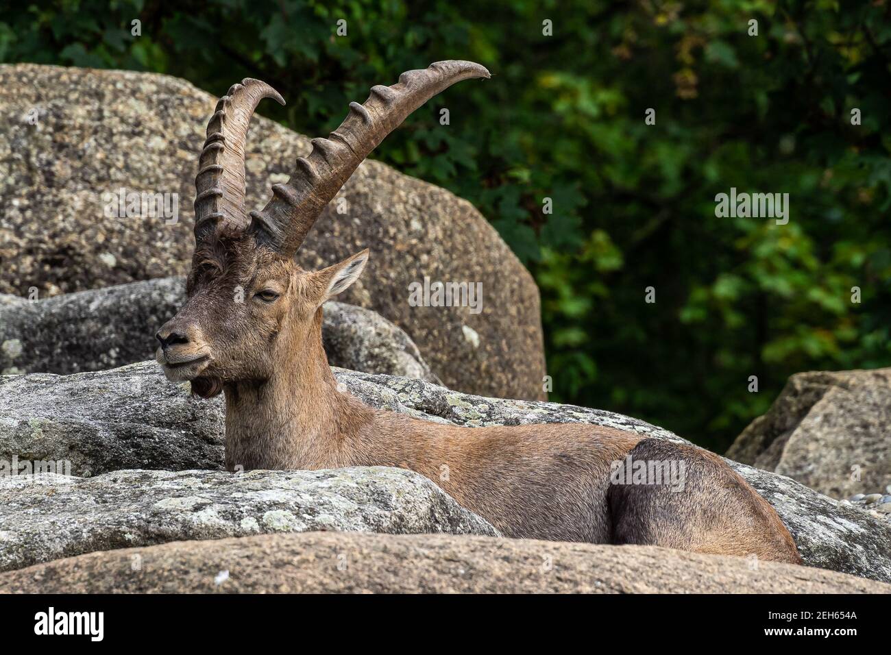 Male mountain ibex - capra ibex in the zoo Stock Photo - Alamy