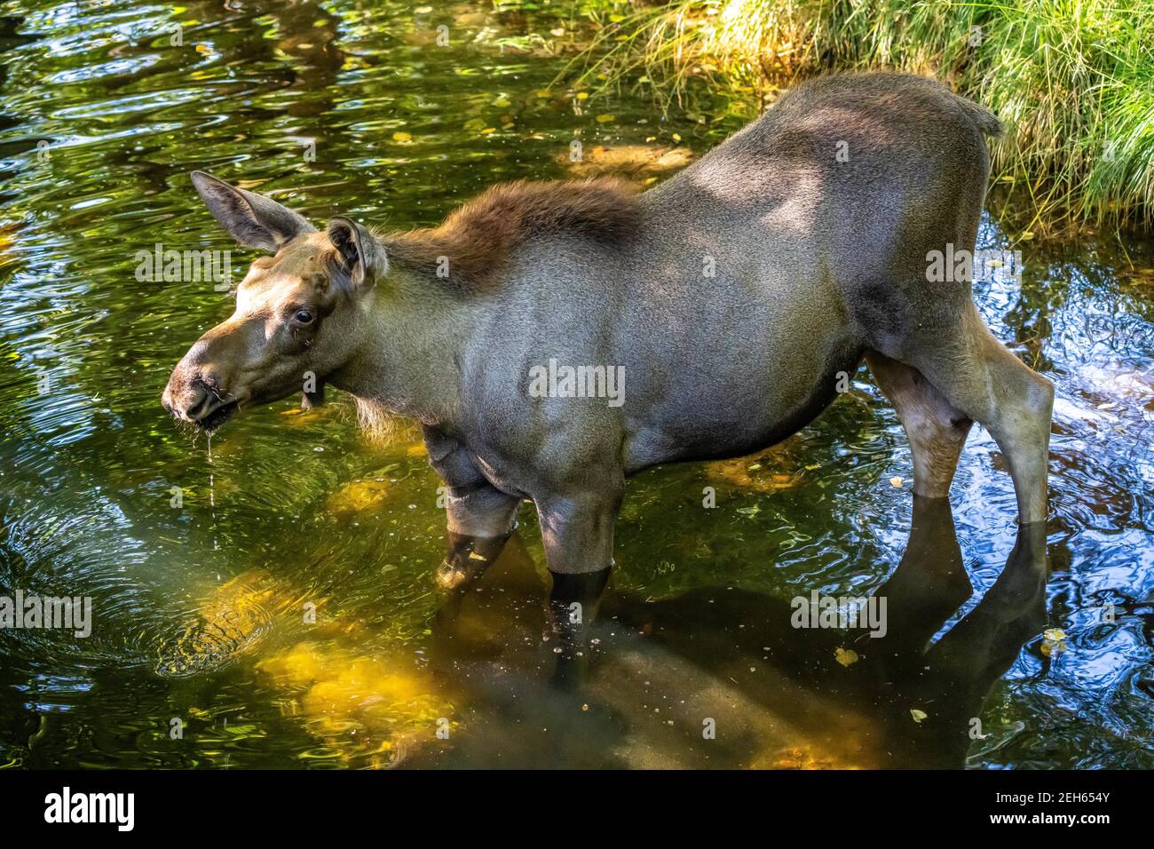 European Moose, Alces alces, also known as the elk. Wild life animal ...