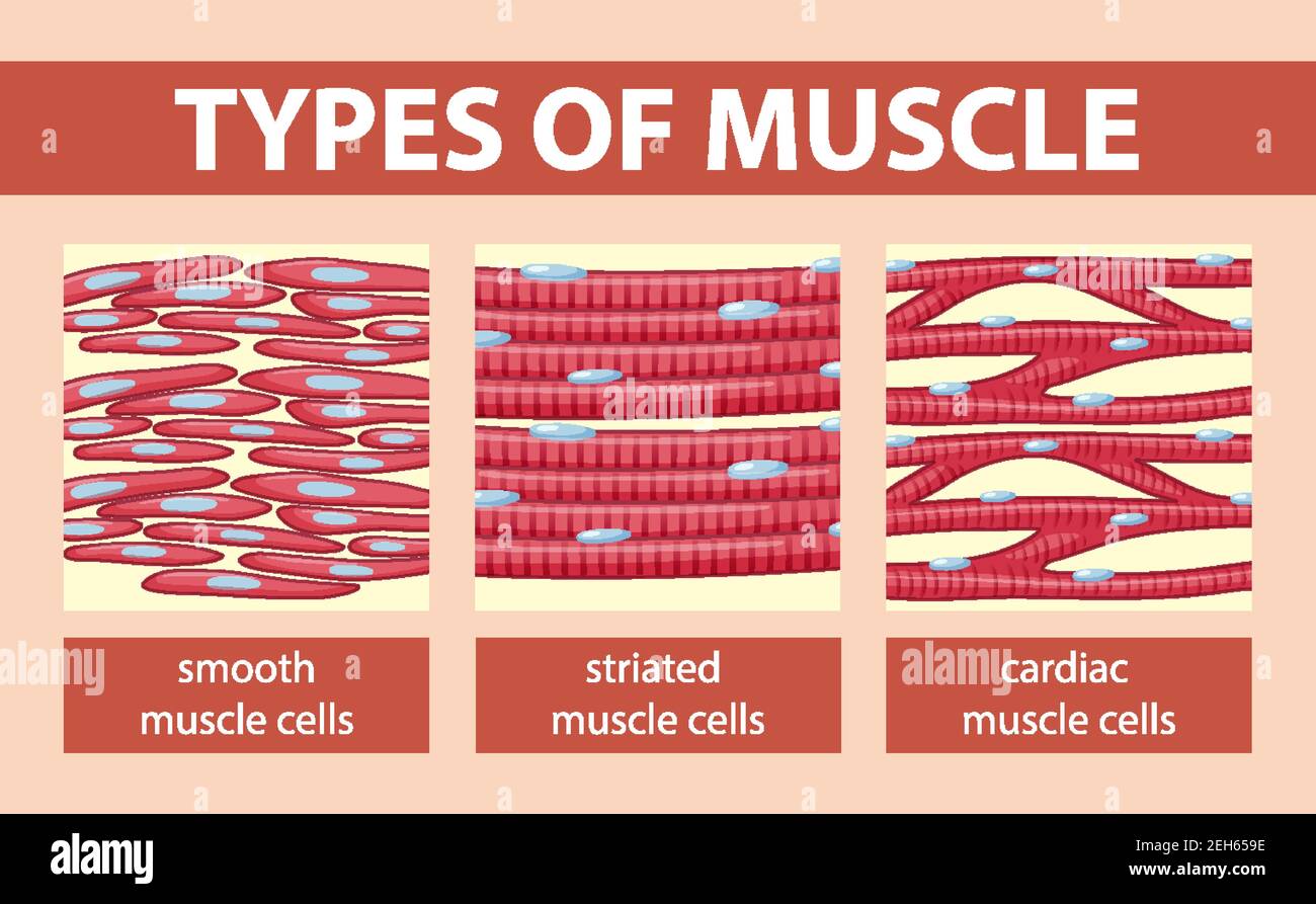 Types of muscle cell diagram illustration Stock Vector Image & Art - Alamy