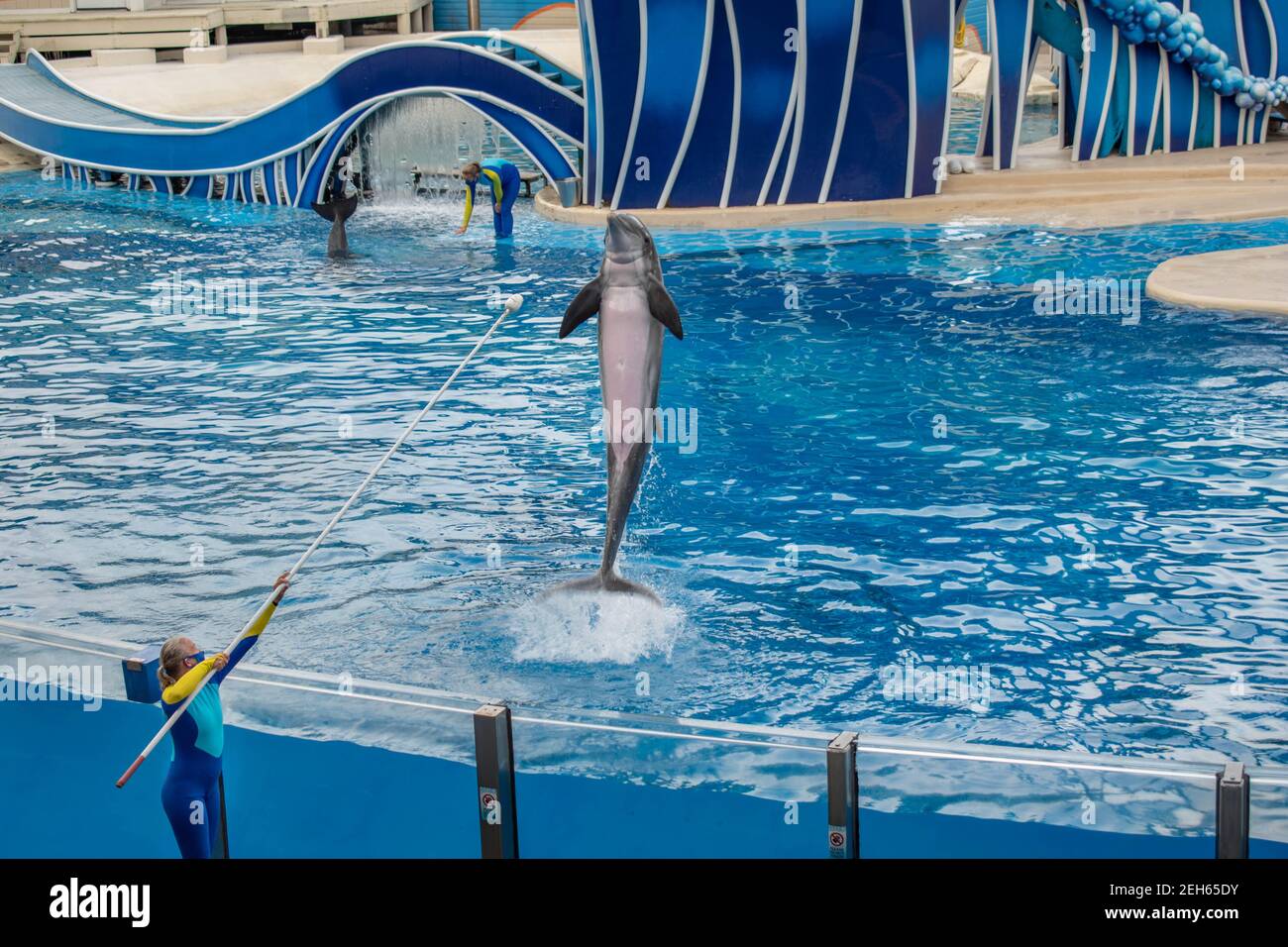 Orlando, Florida. November 25, 2020. Nice dolphins in Dolphin Days Show ...