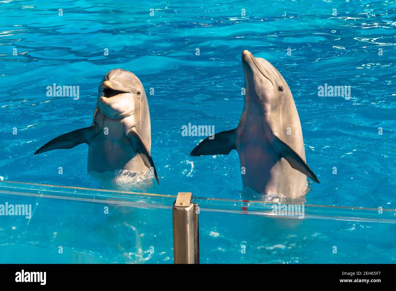 Orlando, Florida. November 25, 2020. Nice dolphins in Dolphin Days Show ...