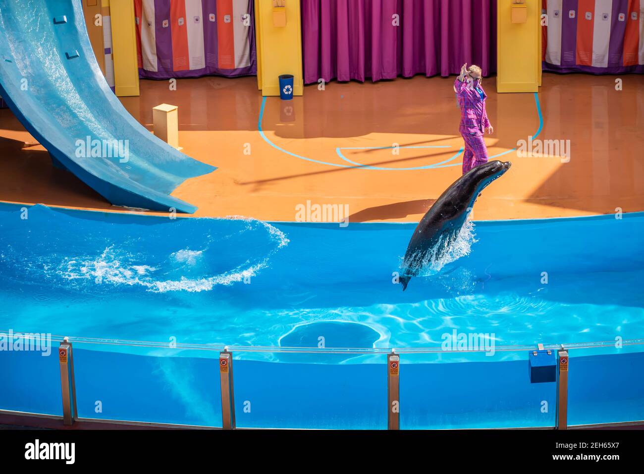 Orlando, Florida. November 25, 2020. Sealion jumping in High Sealions ...