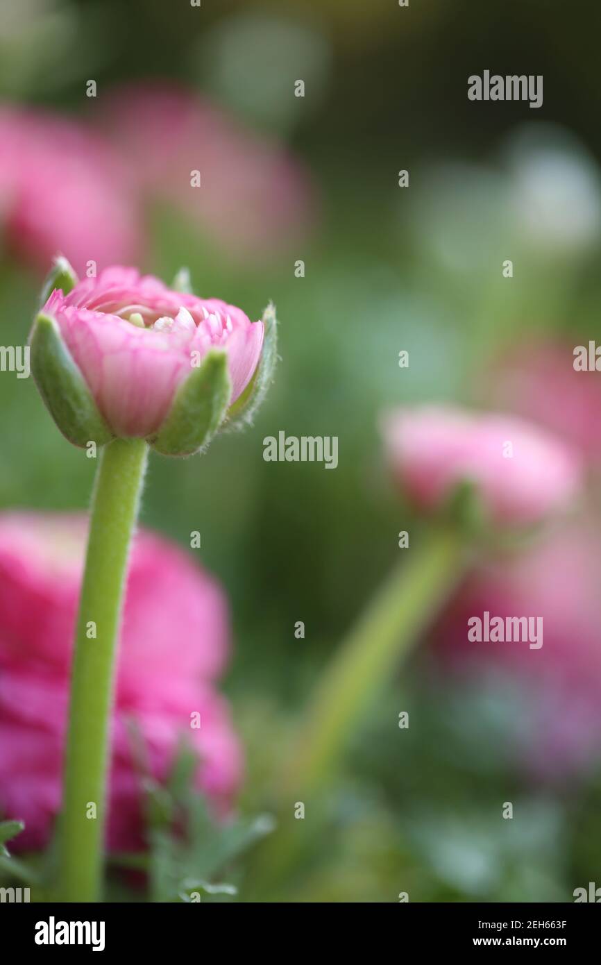Pink ranunculus.Pink buttercups flower.Floriculture concept. Spring ...