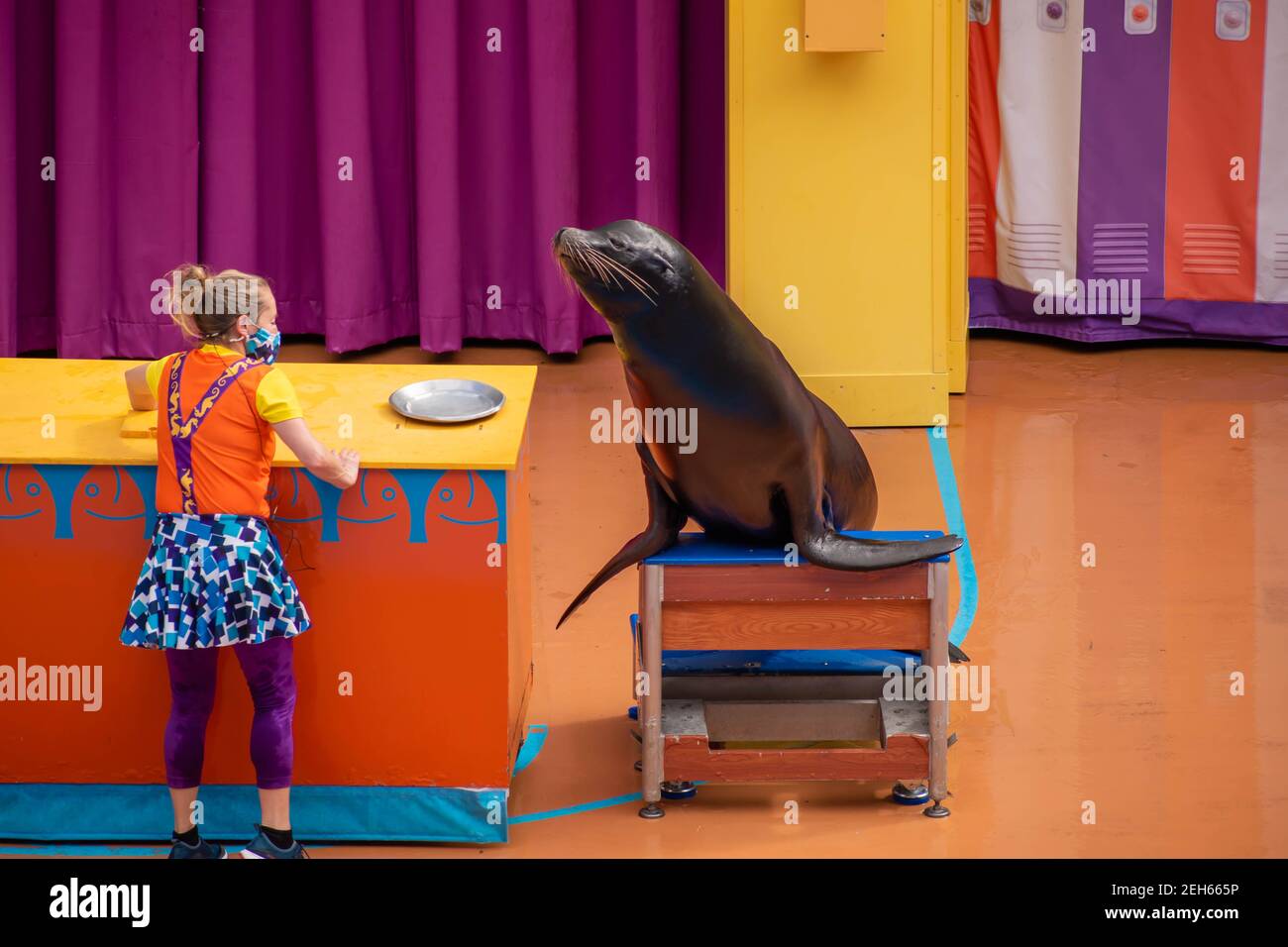 Orlando, Florida. November 30, 2020. Trainer interacting with sea lions ...