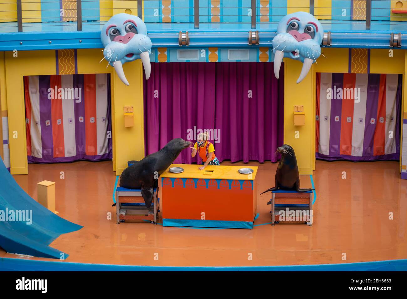 Orlando, Florida. November 30, 2020. Trainer interacting with sea lions ...