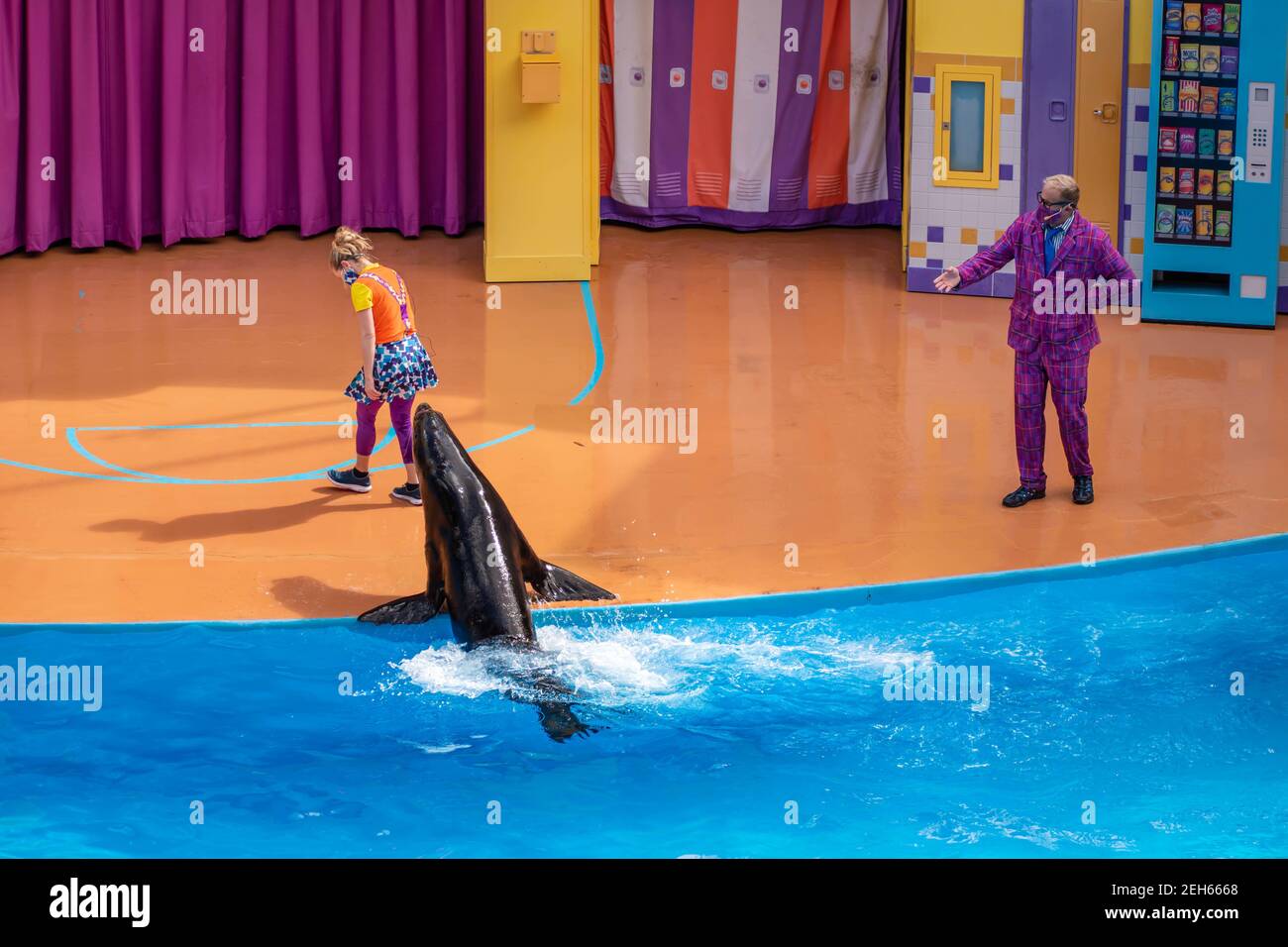 Orlando, Florida. November 30, 2020. Trainer interacting with sea lions ...