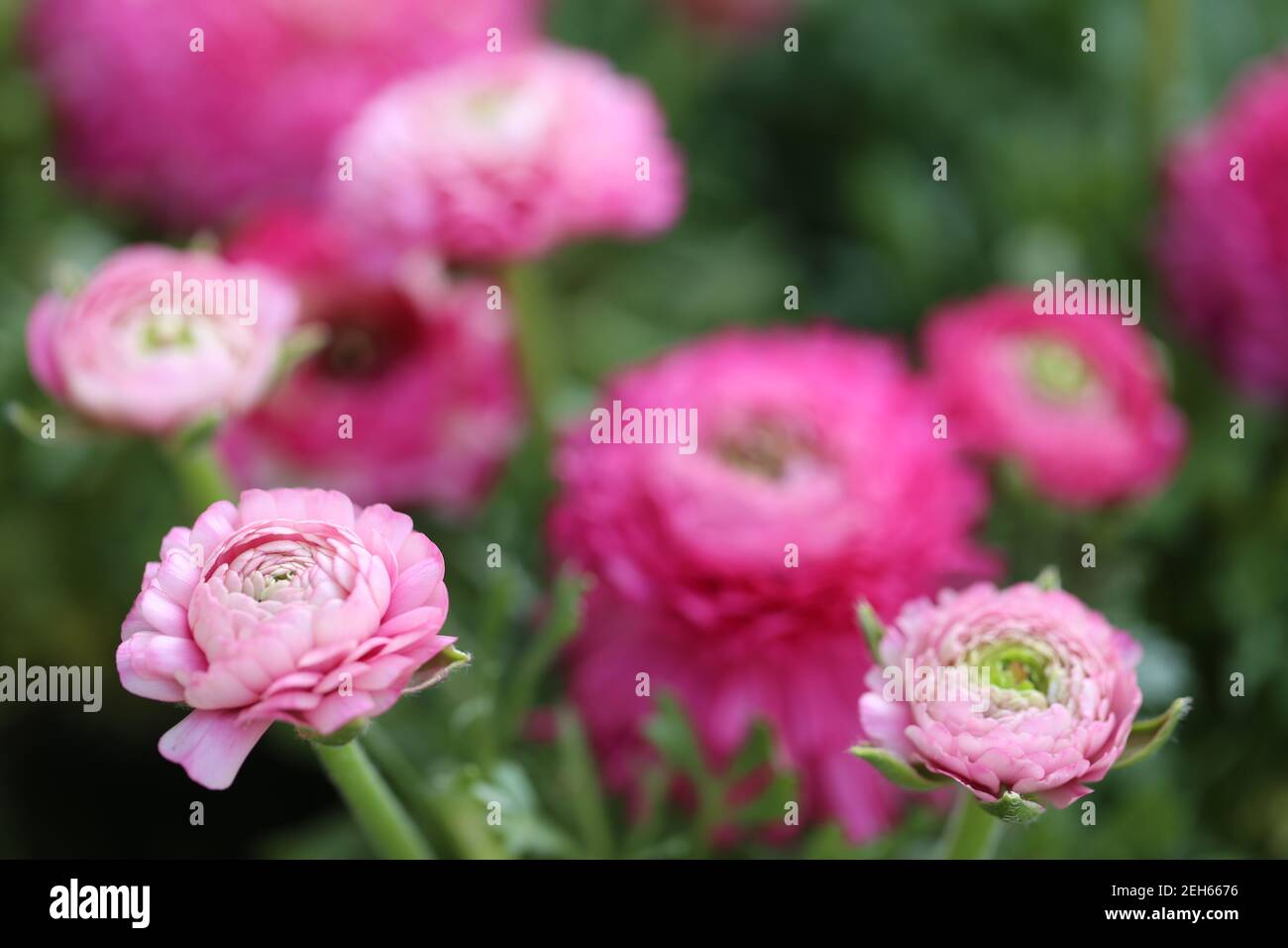 Pink ranunculus.Pink buttercups flower.Floriculture concept. Spring ...