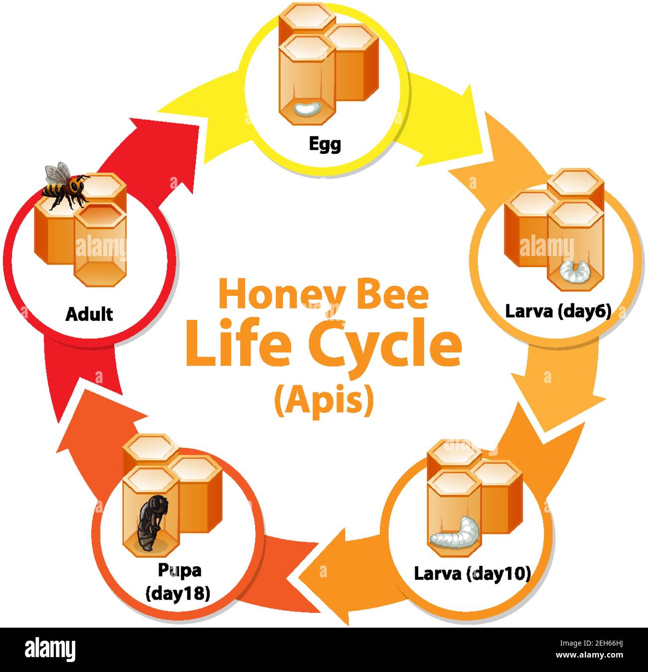 Diagram showing life cycle of Honey Bee illustration Stock Vector Image ...