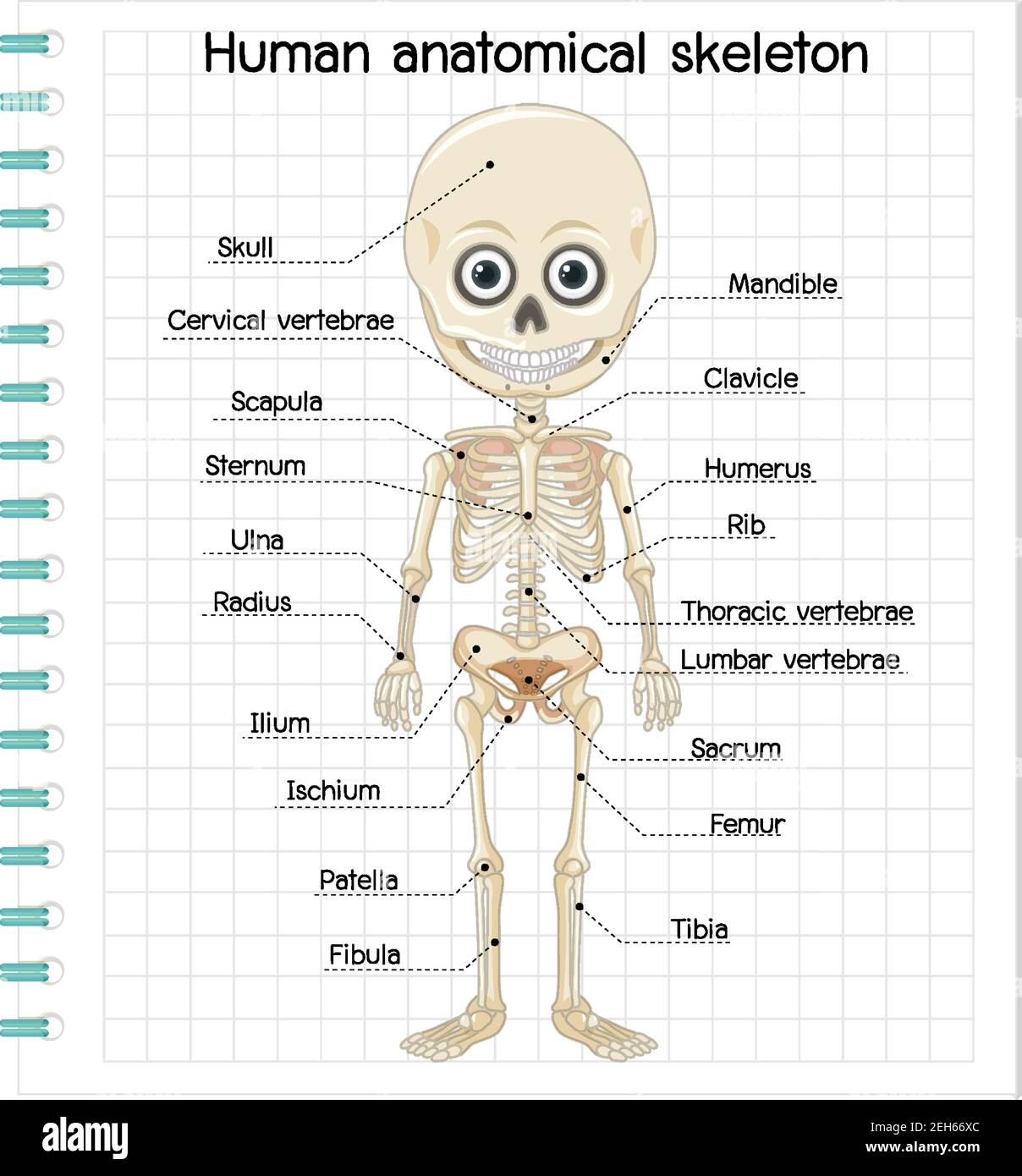 Human anatomical skeleton with label illustration Stock Vector Image ...