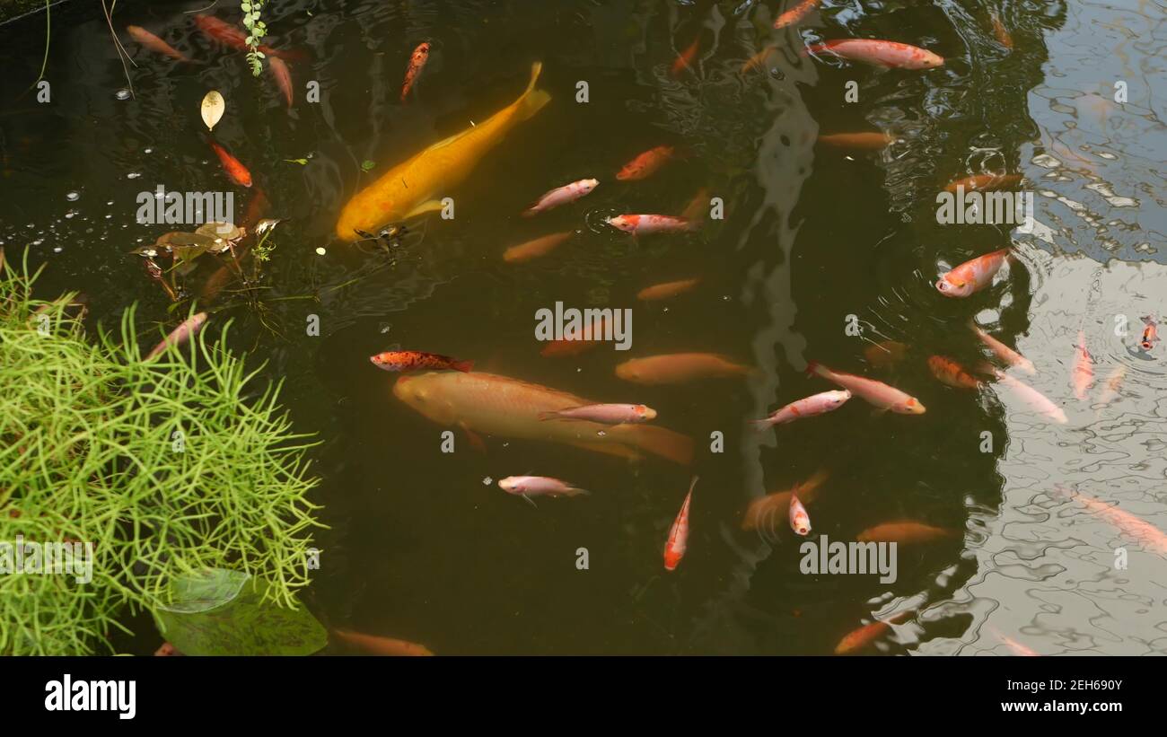 Vibrant japanese koi carp swim hi-res stock photography and images - Alamy