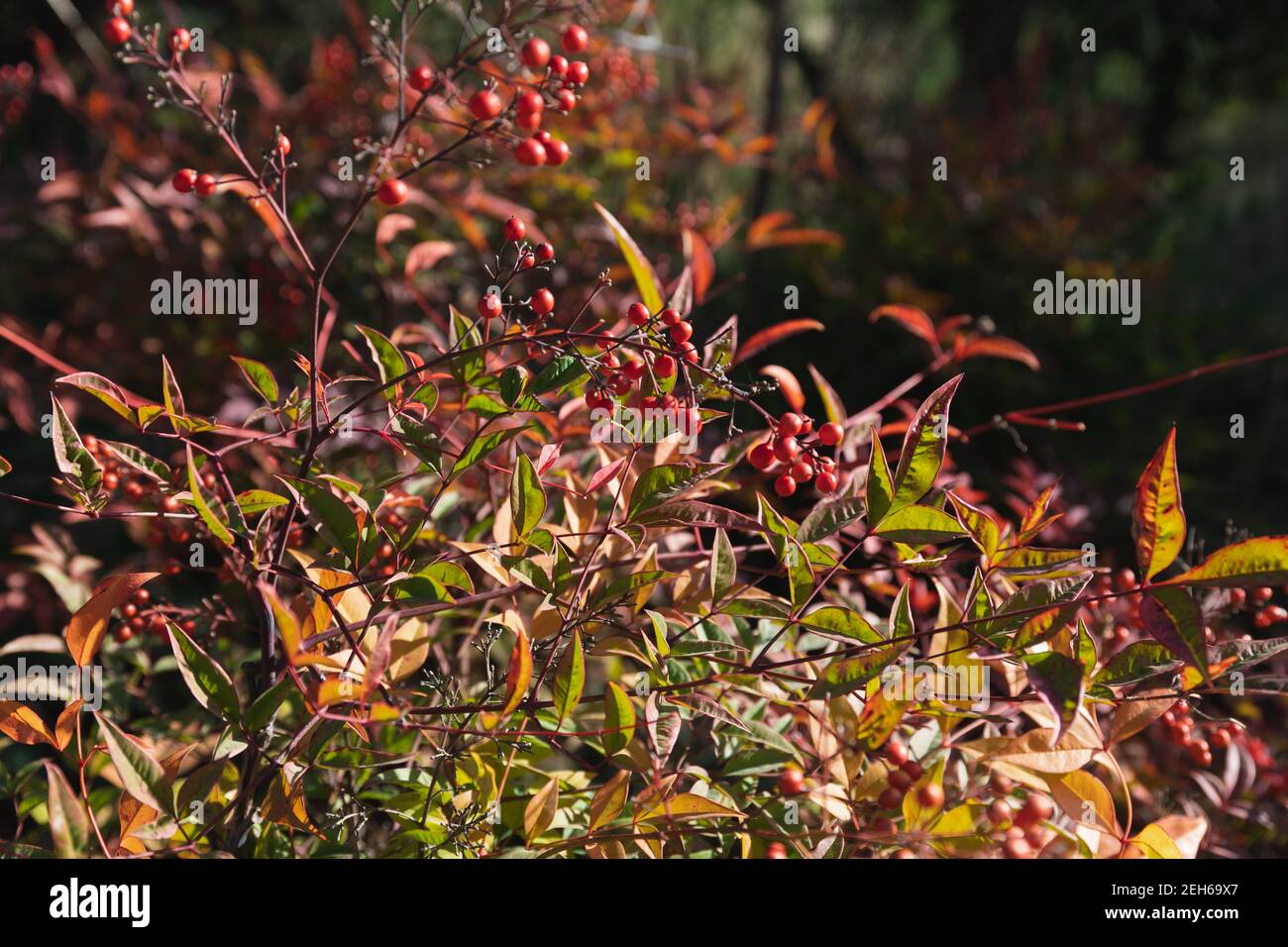 Possum haw tree leaves hi-res stock photography and images - Alamy