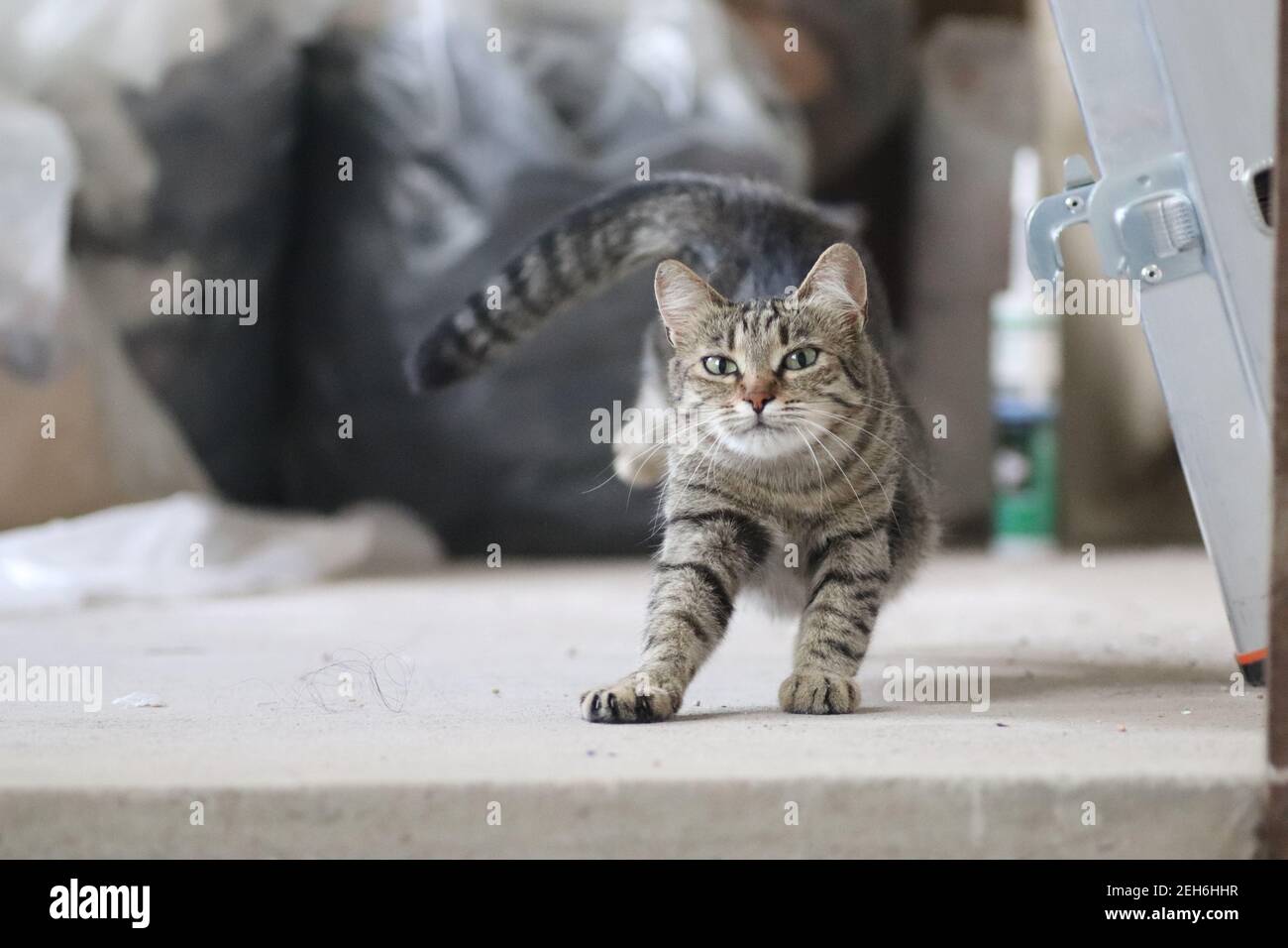 beautiful tabby cat posing, portrait of a tabby domestic cat, in the ...