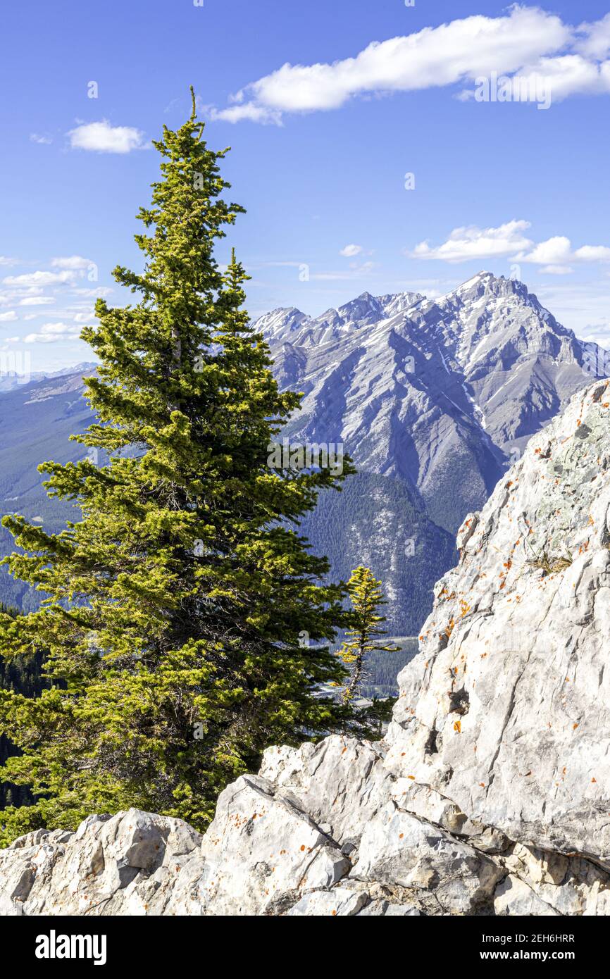 A fir tree on Sulphur Mountain in the Rocky Mountains, Banff, Alberta ...