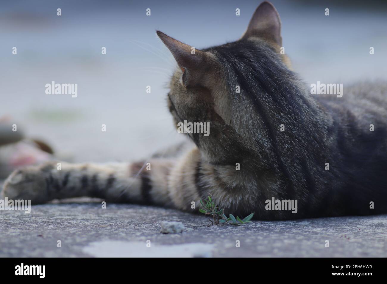 portrait of a tabby cat, an adult tabby cat sits on concrete, severe ...