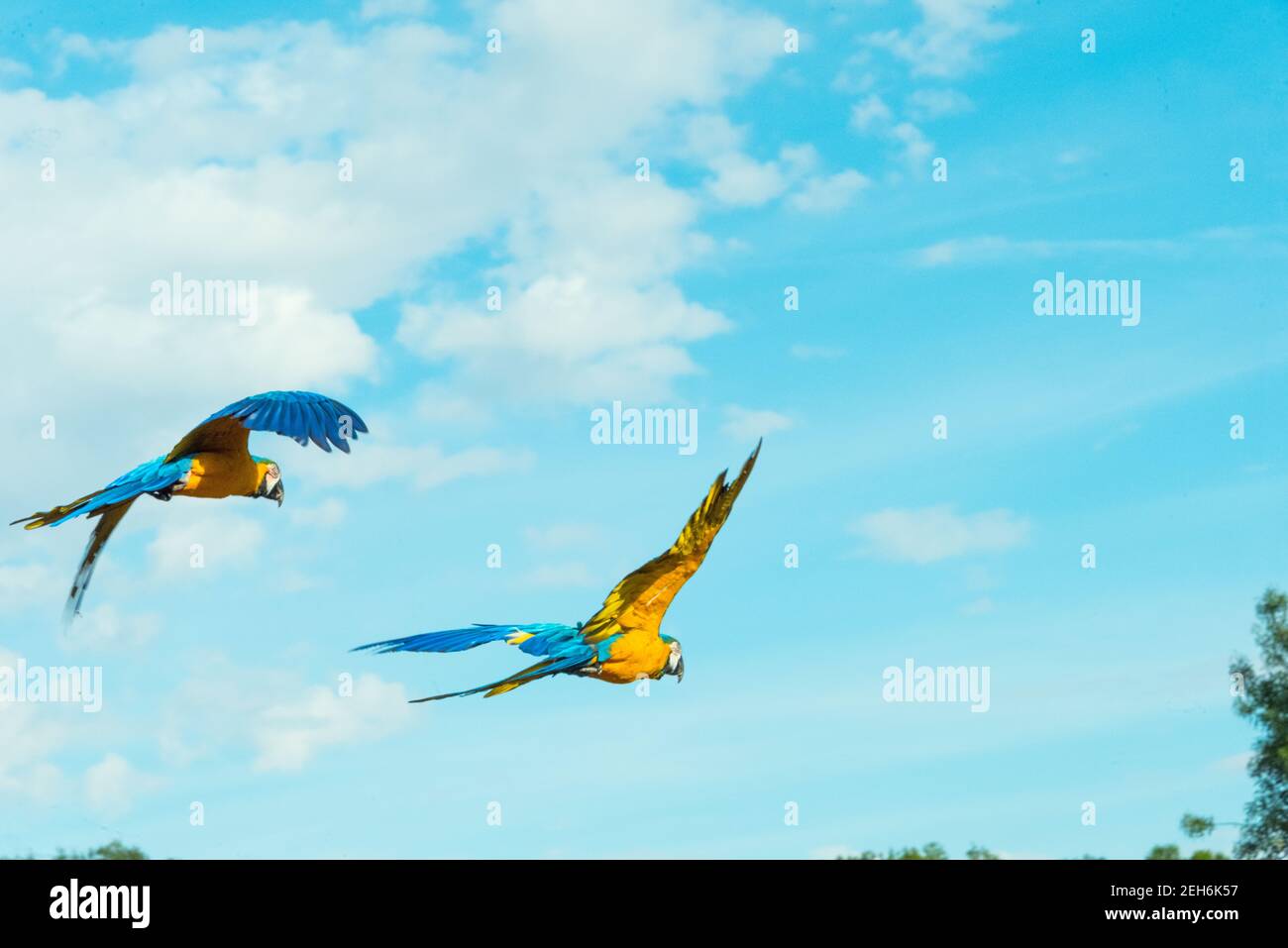 macaw couple flying together Stock Photo - Alamy