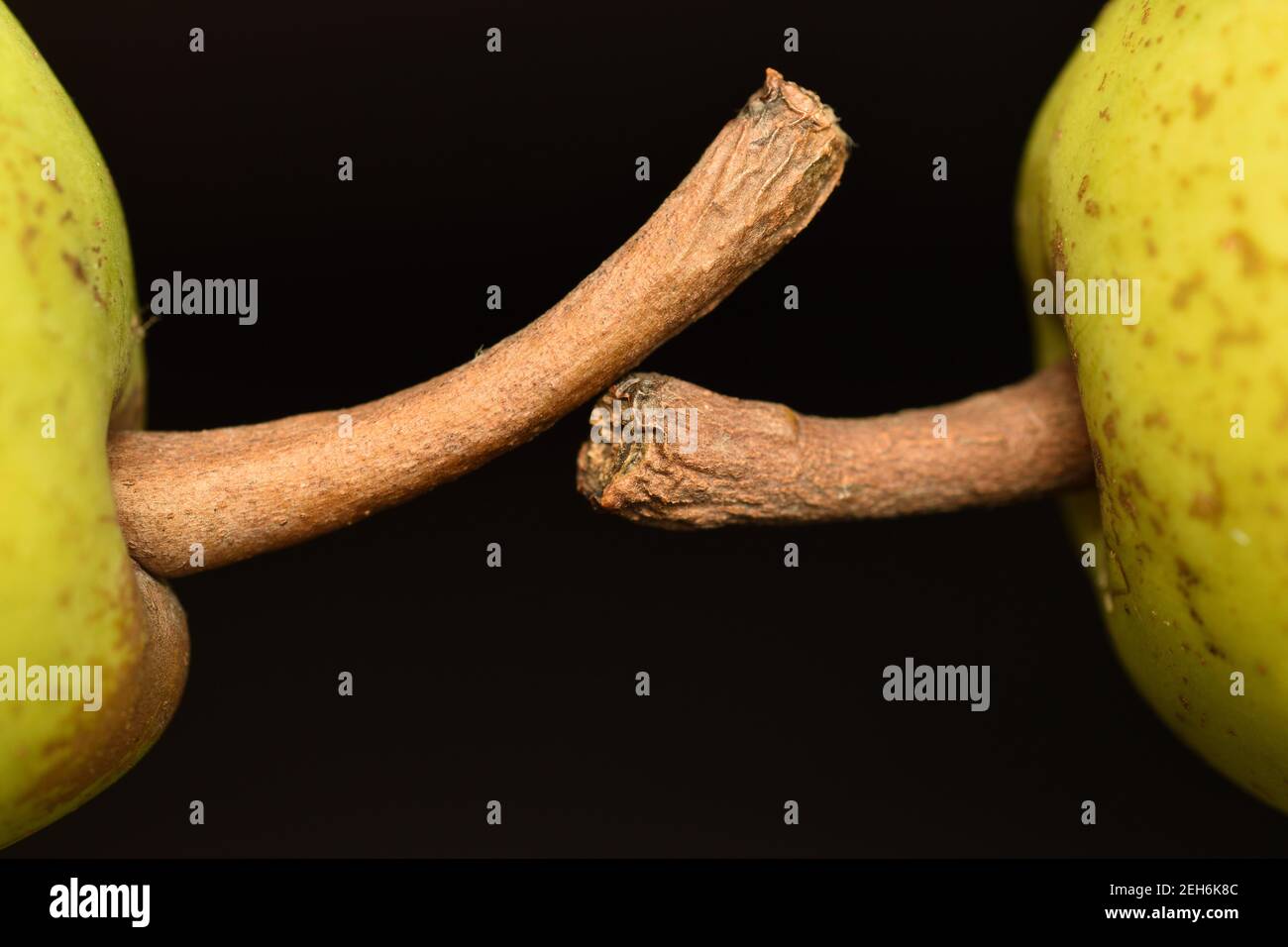 Two whole ripe juicy tasty Lucas pears on a black background Stock ...