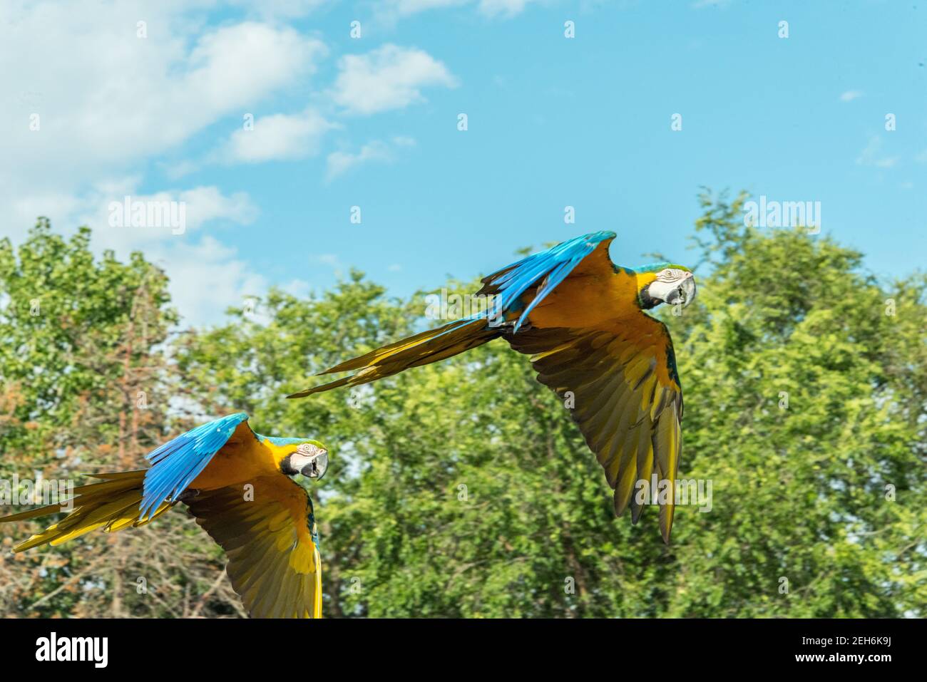 macaw couple flying together Stock Photo - Alamy