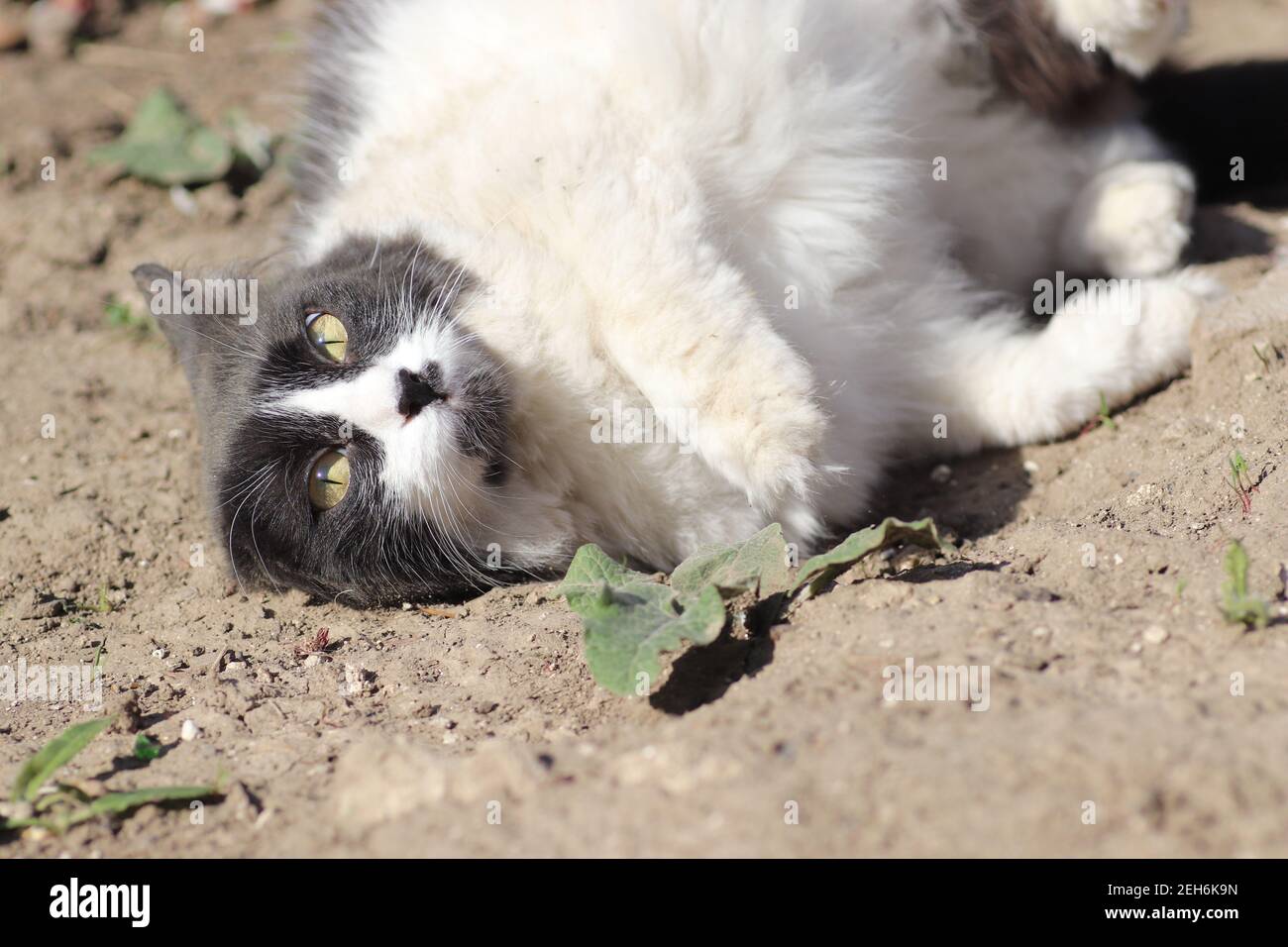Wallowing cat hi-res stock photography and images - Alamy