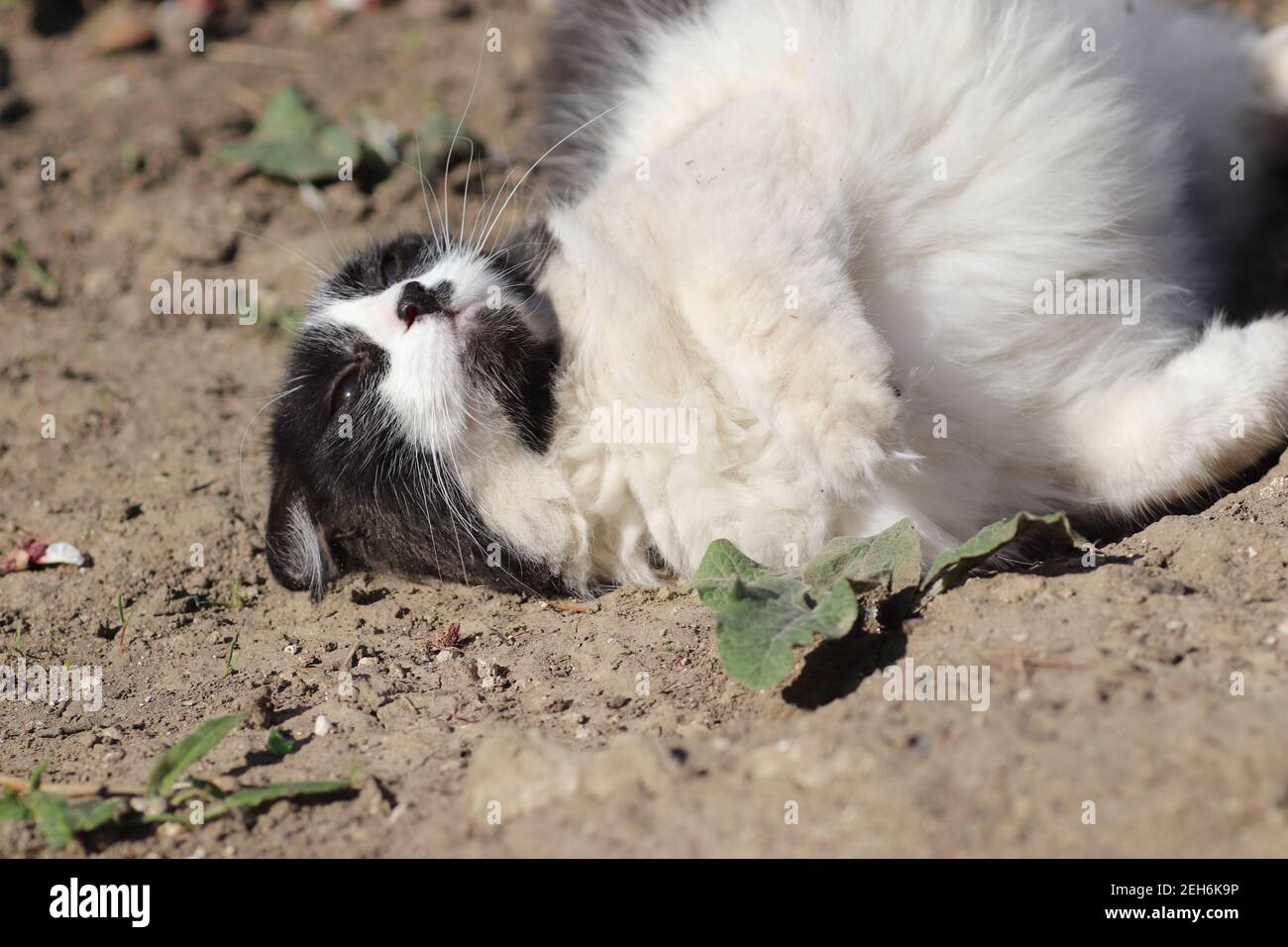 black and white cat in the sun wallowing in the dust Stock Photo - Alamy