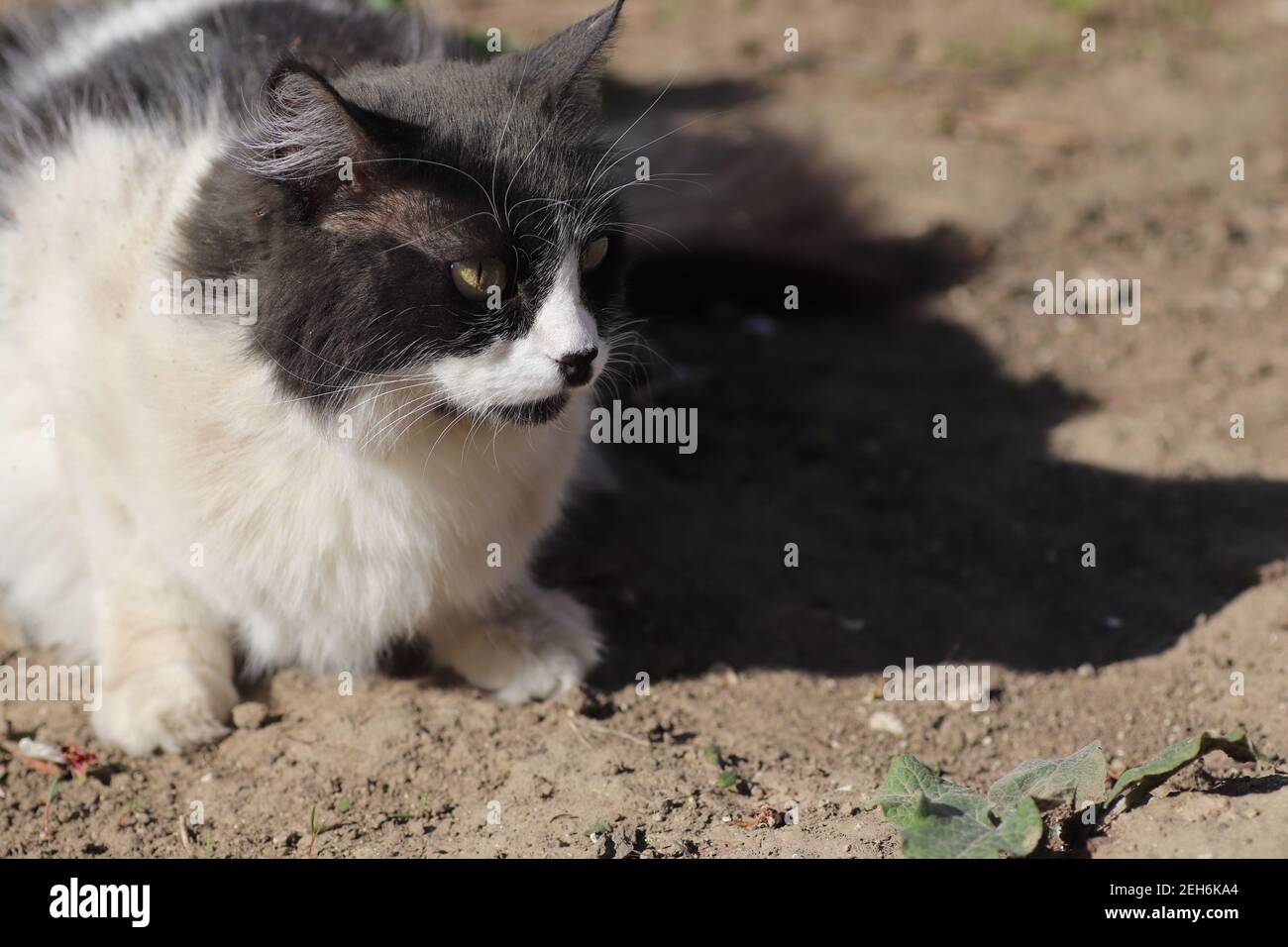 black and white cat in the sun wallowing in the dust Stock Photo - Alamy