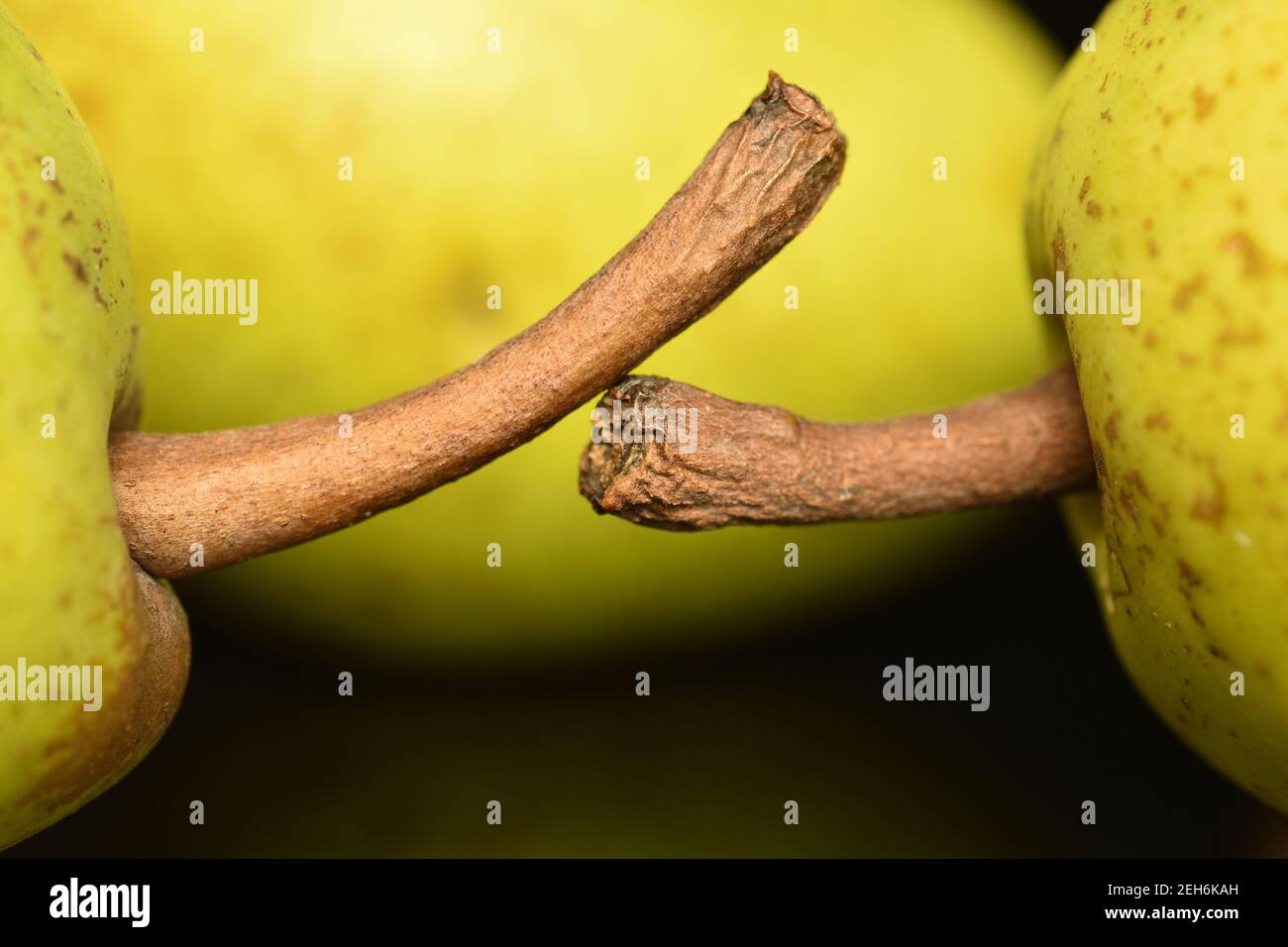 Three ripe juicy bright green pears Lucas, close-up, on a white ...