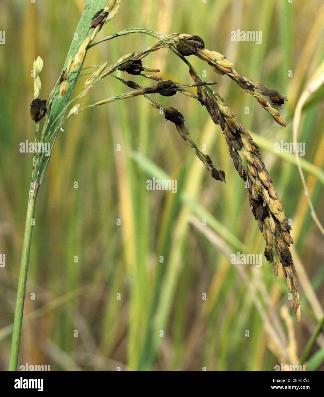 False smut (Ustilaginoidea virens) infected rice ear with balls of ...