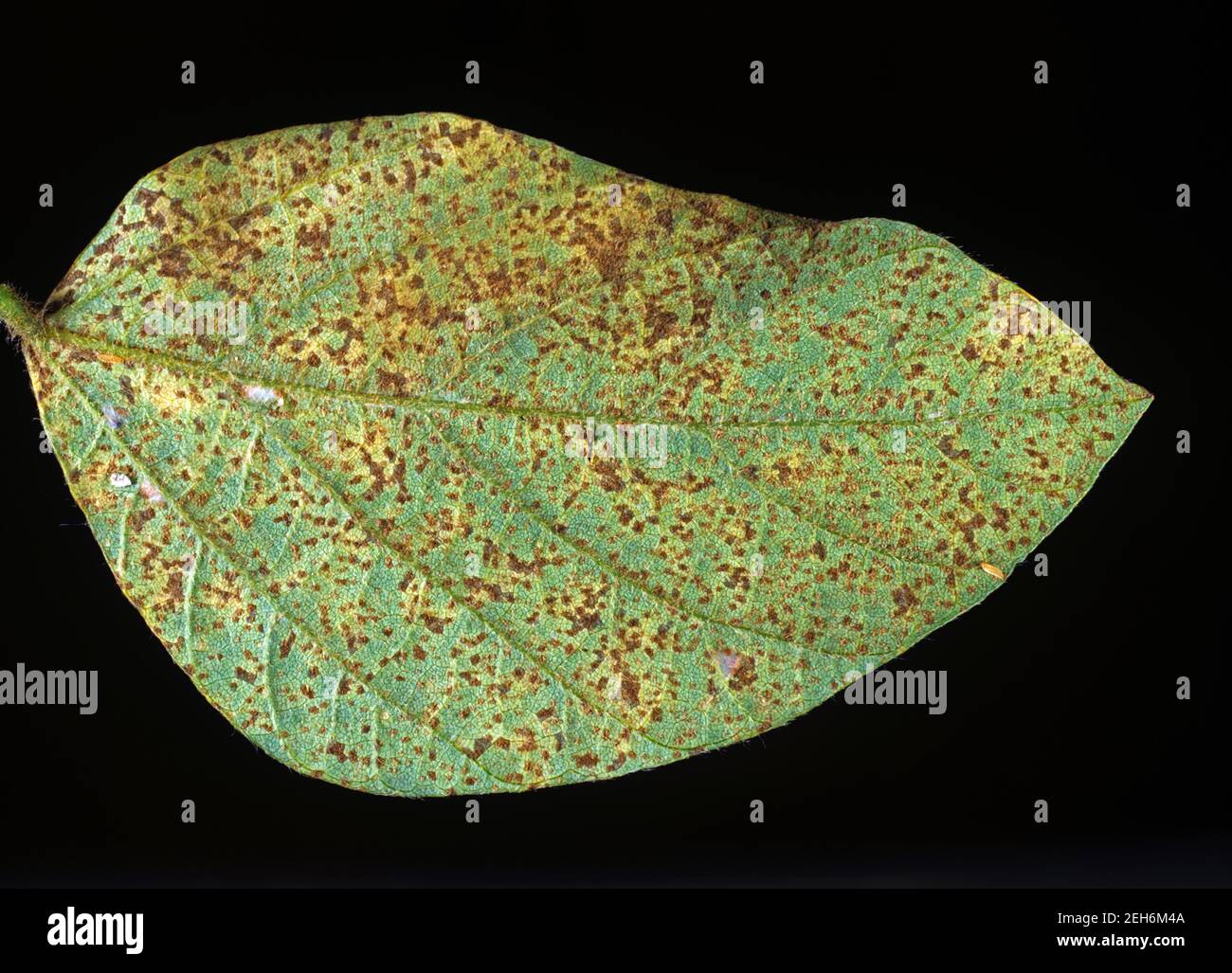 Asian soybean rust (Phakopsora pachyrizi) pustules on the under surface ...