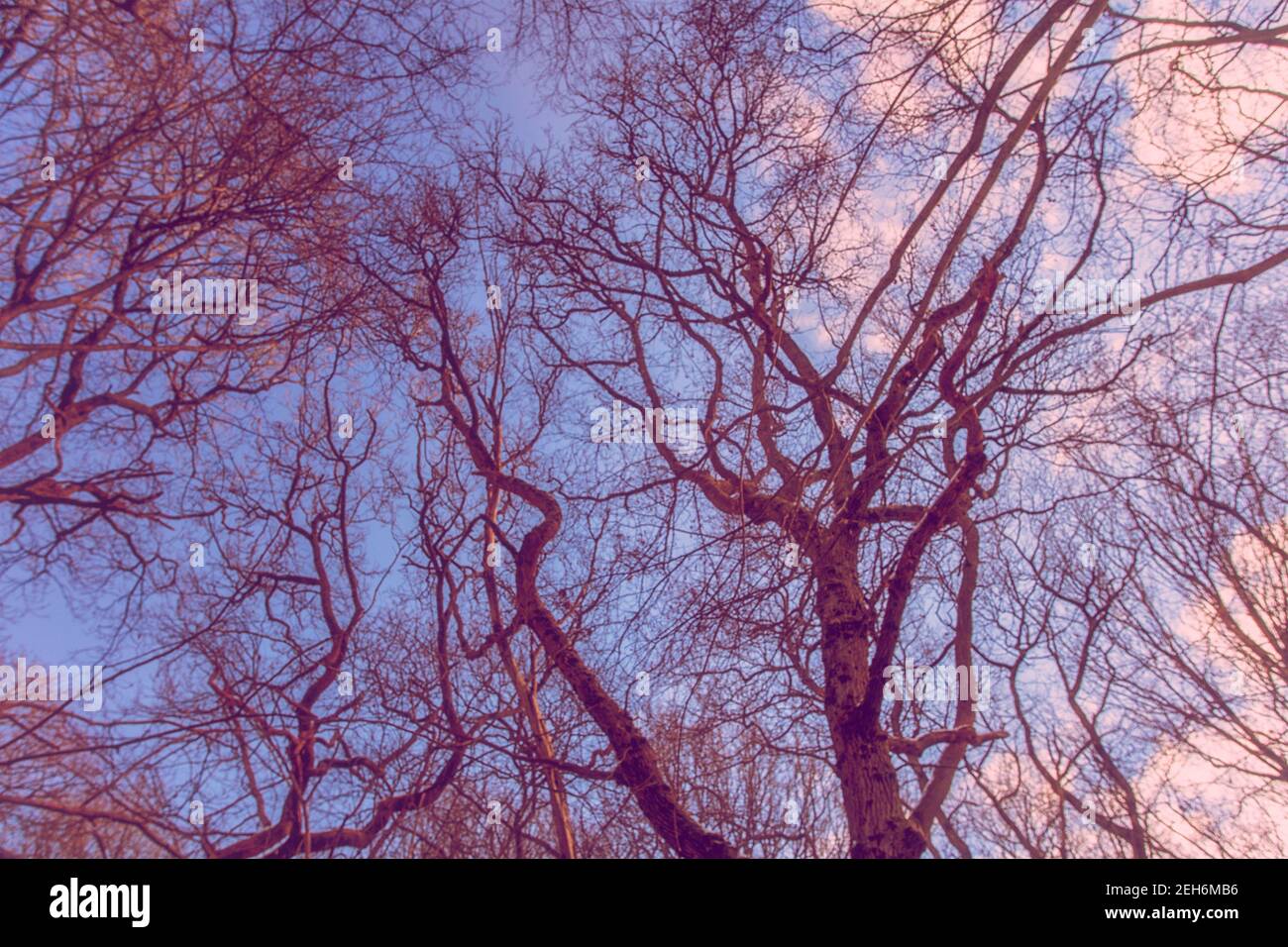 Looking up at dramatic sky through architectural tree branches in ...