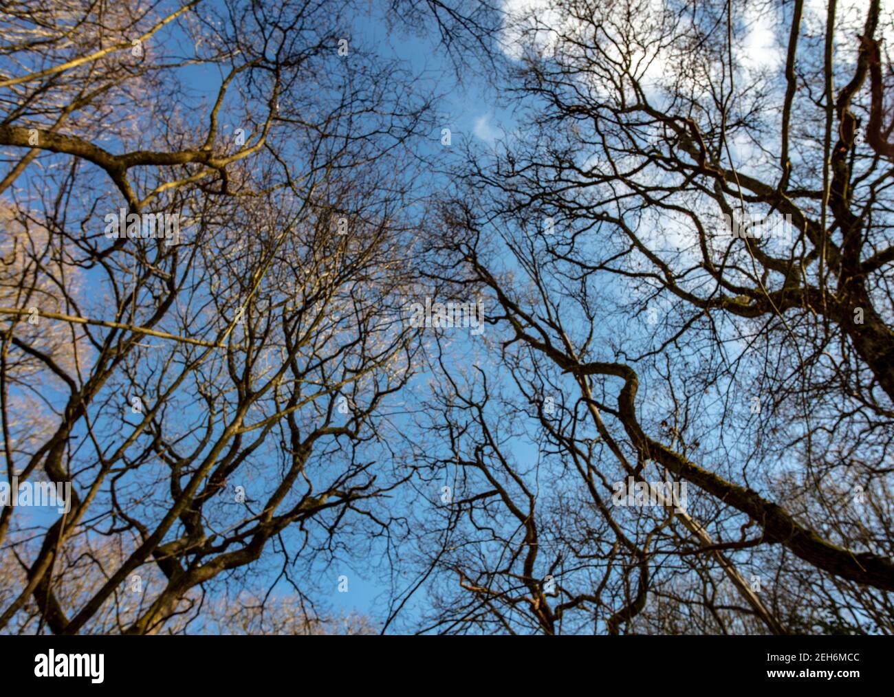 Looking up at dramatic sky through architectural tree branches in ...