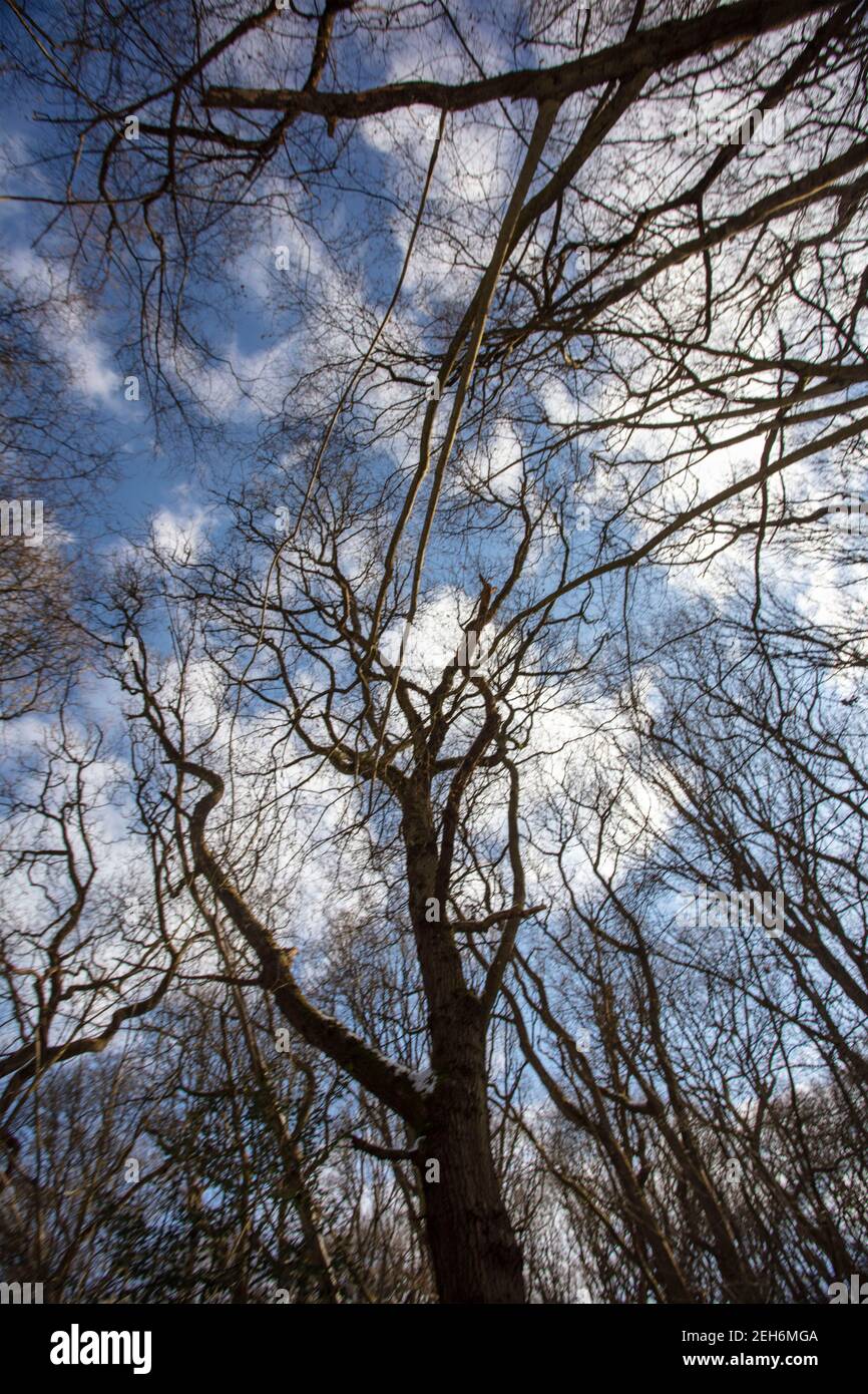 Looking up at dramatic sky through architectural tree branches in ...