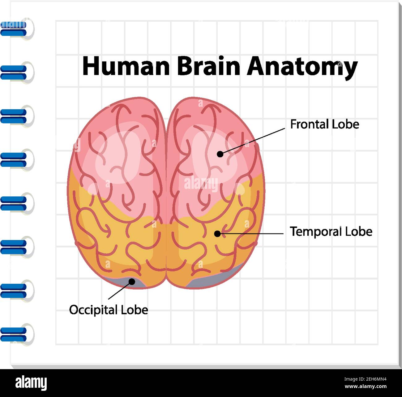 Information poster of human brain diagram illustration Stock Vector ...
