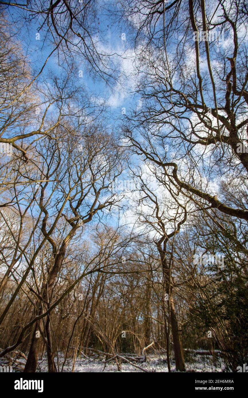 Looking up at dramatic sky through architectural tree branches in ...
