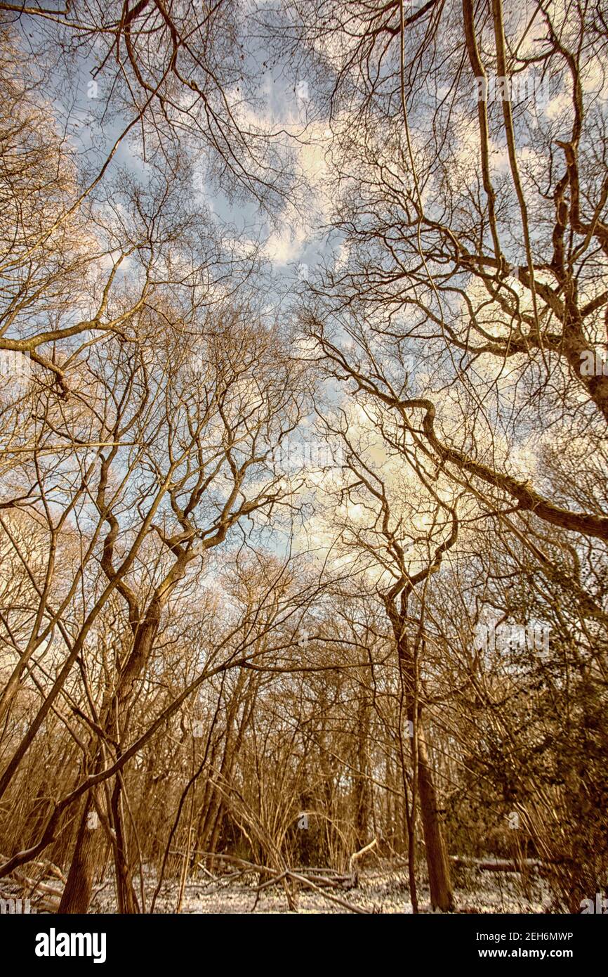 Looking up at dramatic sky through architectural tree branches in ...