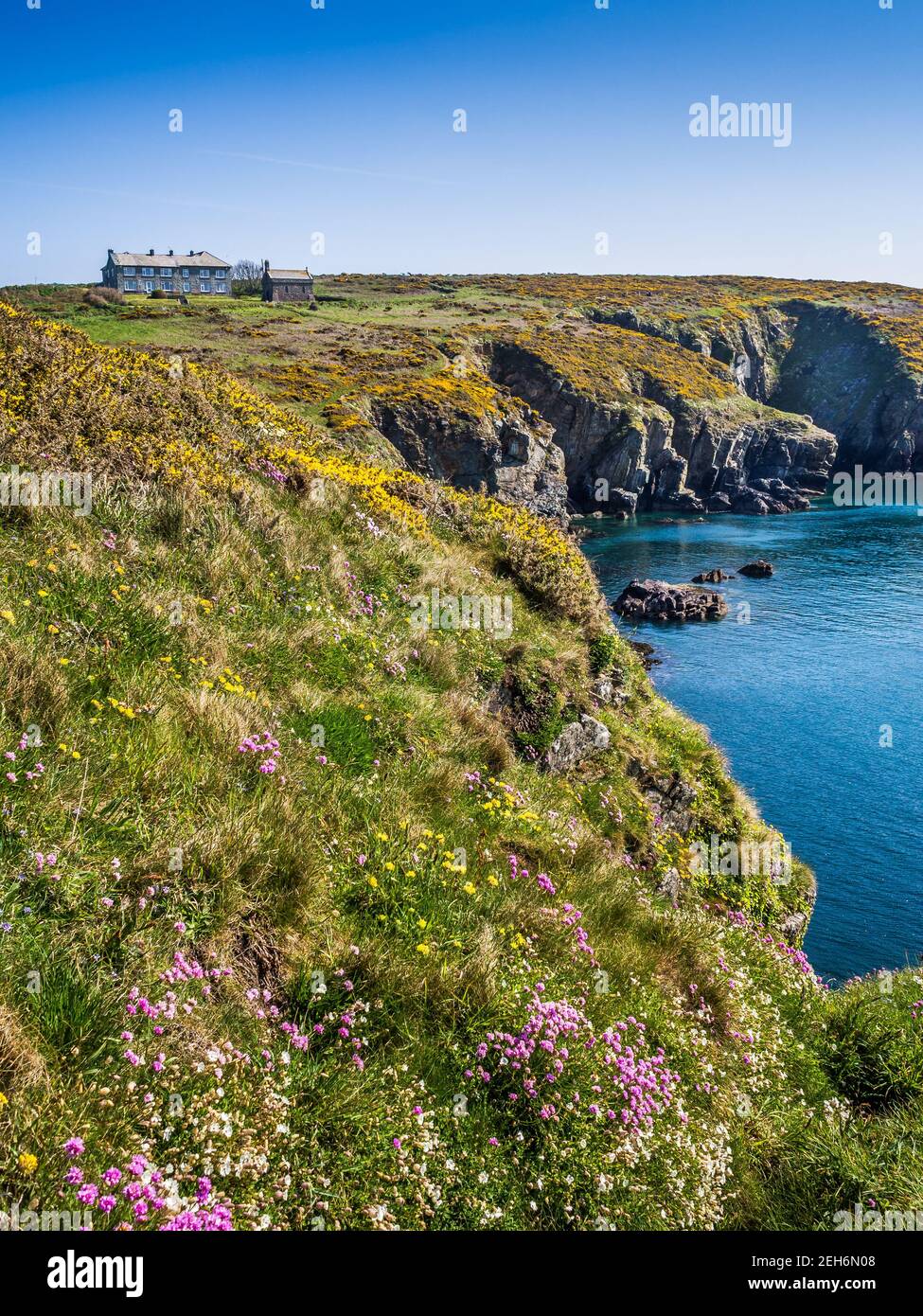 Flora on the white cliffs hi-res stock photography and images - Alamy