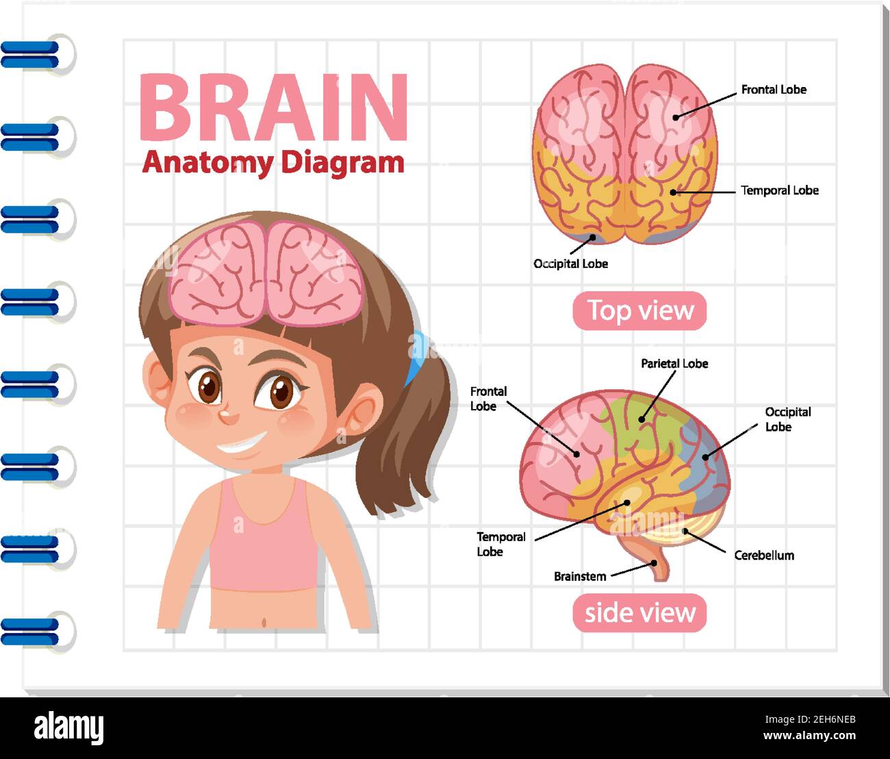 Information poster of human brain diagram illustration Stock Vector ...
