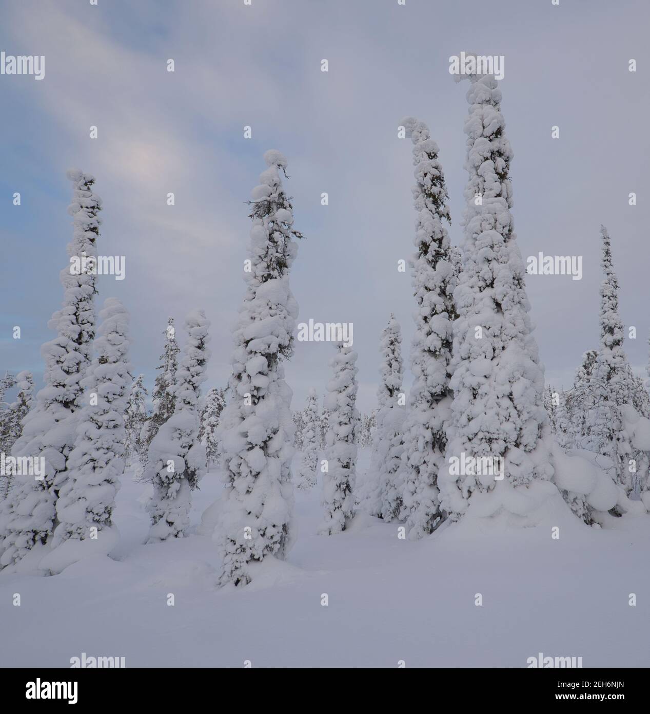 Wintery landscape in Pallas-Yllästunturi National Park, Muonio, Lapland ...