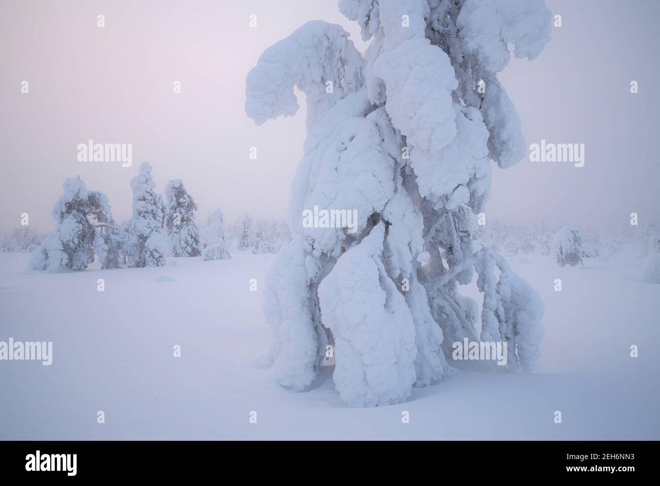 Wintery landscape in Pallas-Yllästunturi National Park, Muonio, Lapland ...