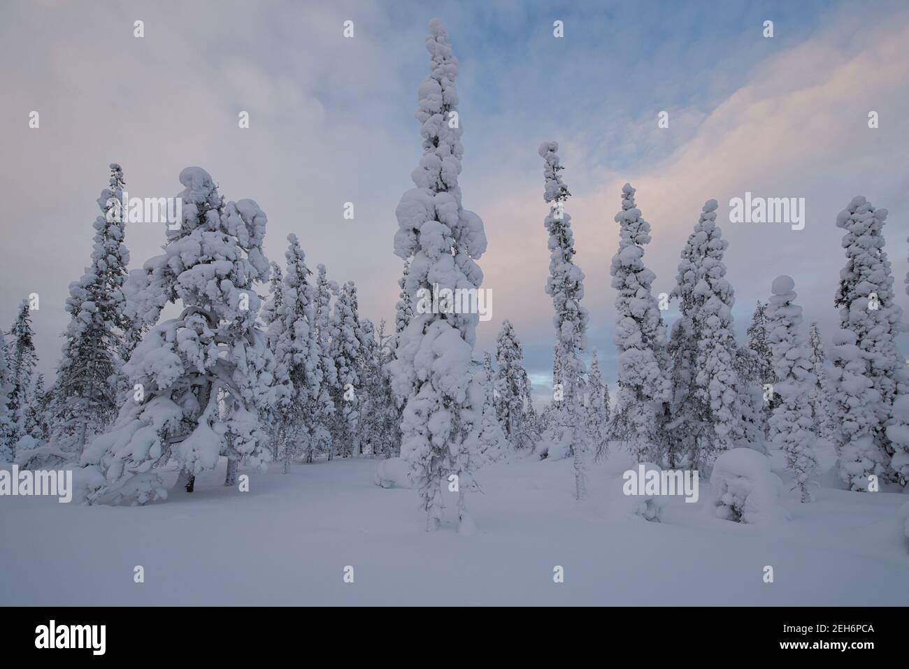 Wintery landscape in Pallas-Yllästunturi National Park, Muonio, Lapland ...