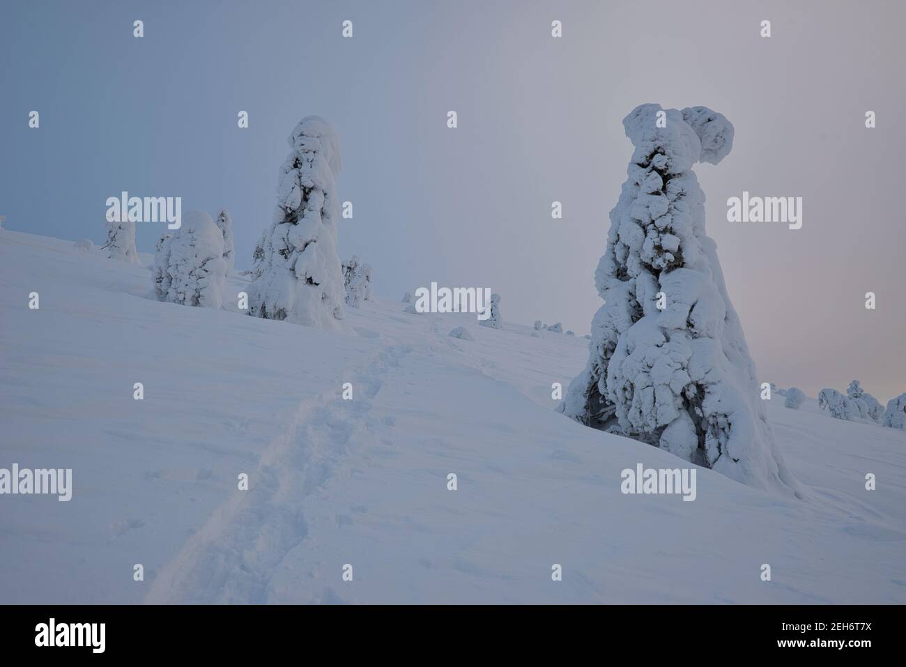 Wintery landscape in Pallas-Yllästunturi National Park, Muonio, Lapland ...