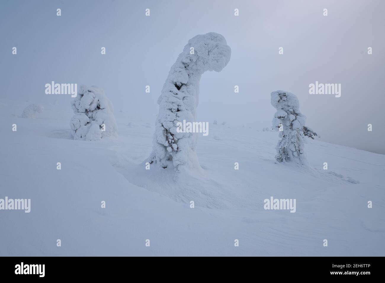Wintery landscape in Pallas-Yllästunturi National Park, Muonio, Lapland ...