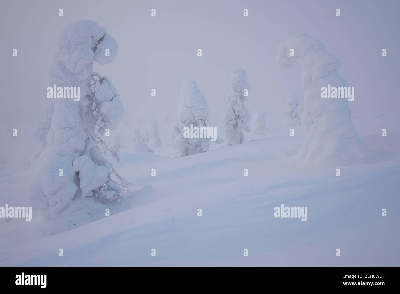 Wintery landscape in Pallas-Yllästunturi National Park, Muonio, Lapland ...