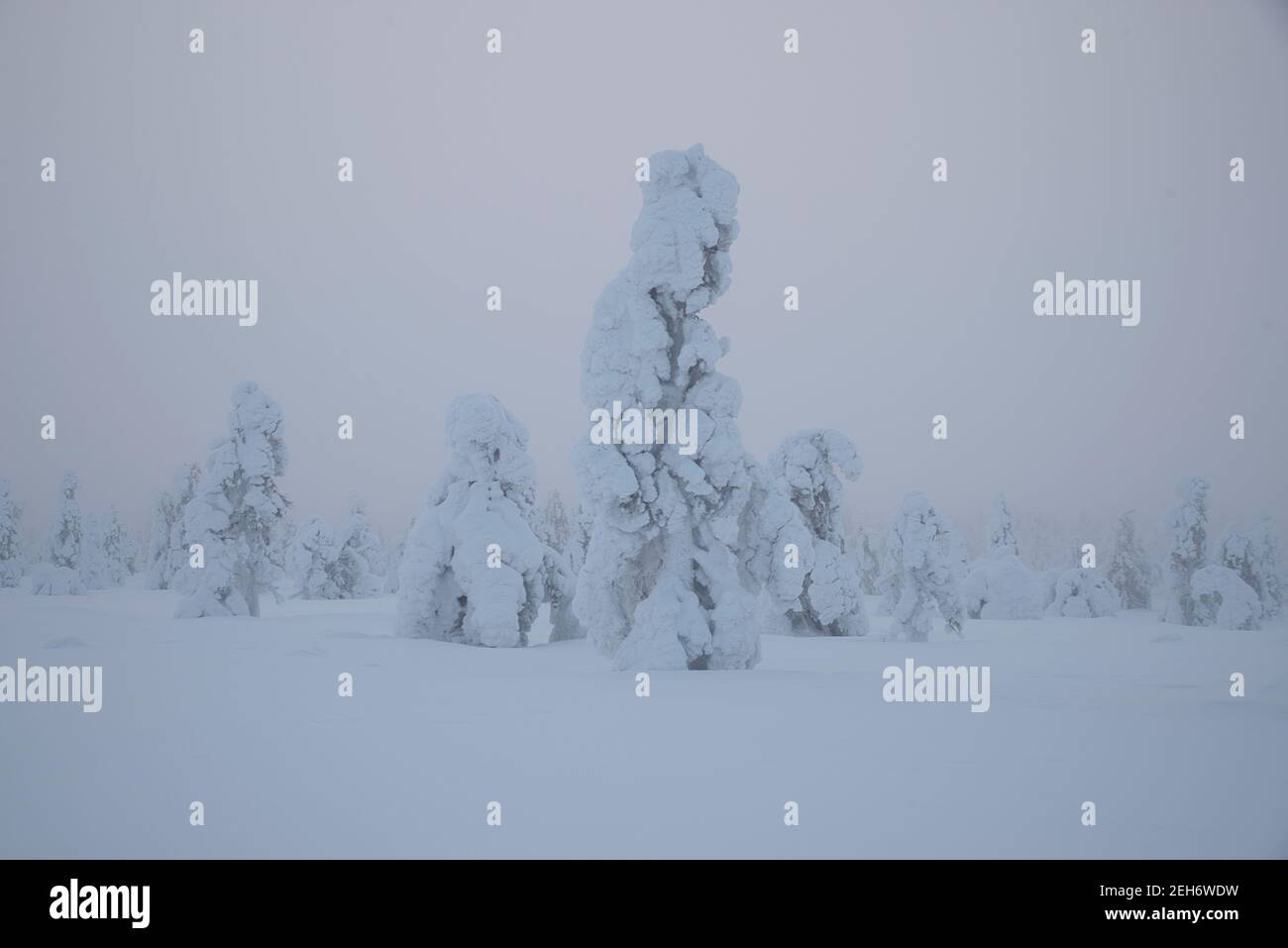 Wintery landscape in Pallas-Yllästunturi National Park, Muonio, Lapland ...